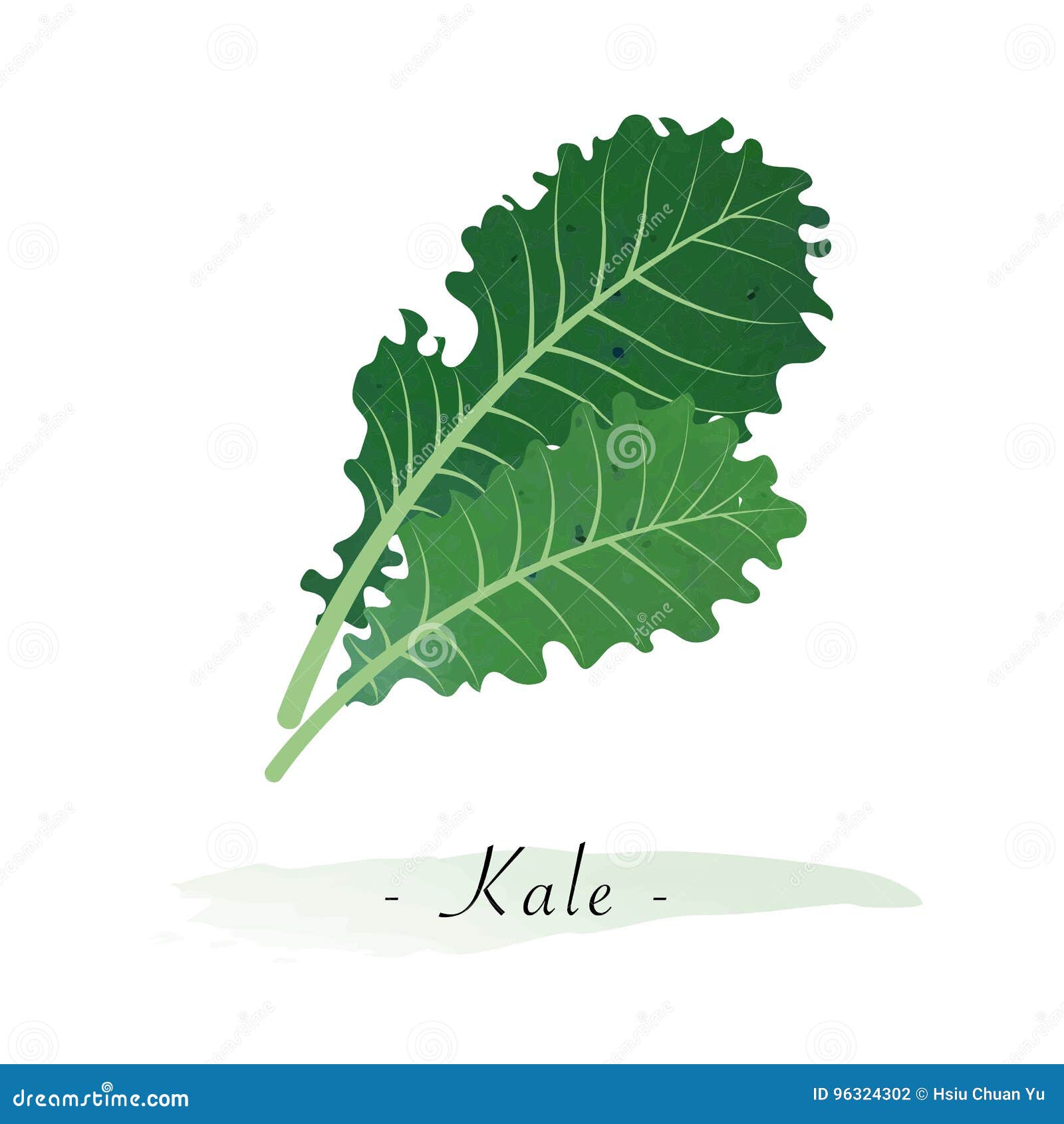 A Colorful Watercolor Texture Vector Healthy Vegetable Kale Stock ...