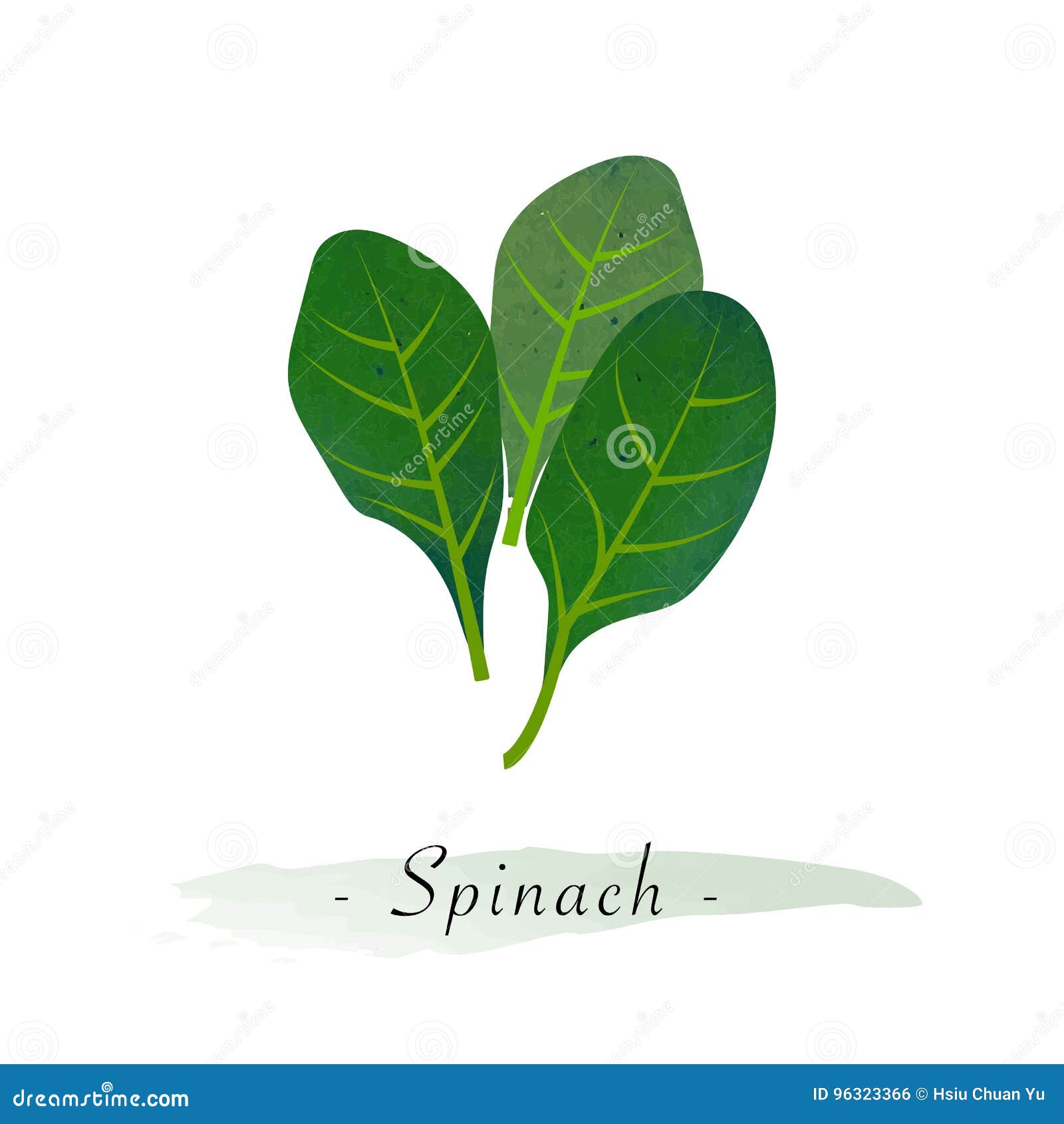 A Colorful Watercolor Texture Vector Healthy Vegetable Spinach Stock ...