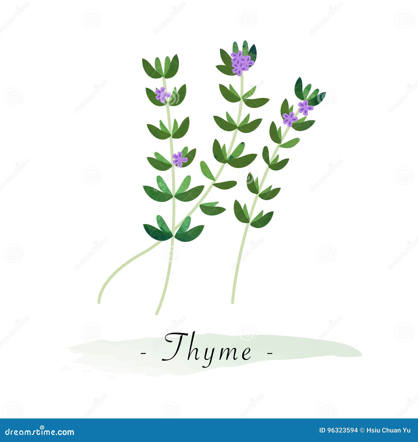 A Colorful Watercolor Texture Vector Healthy Vegetable Thyme Stock ...