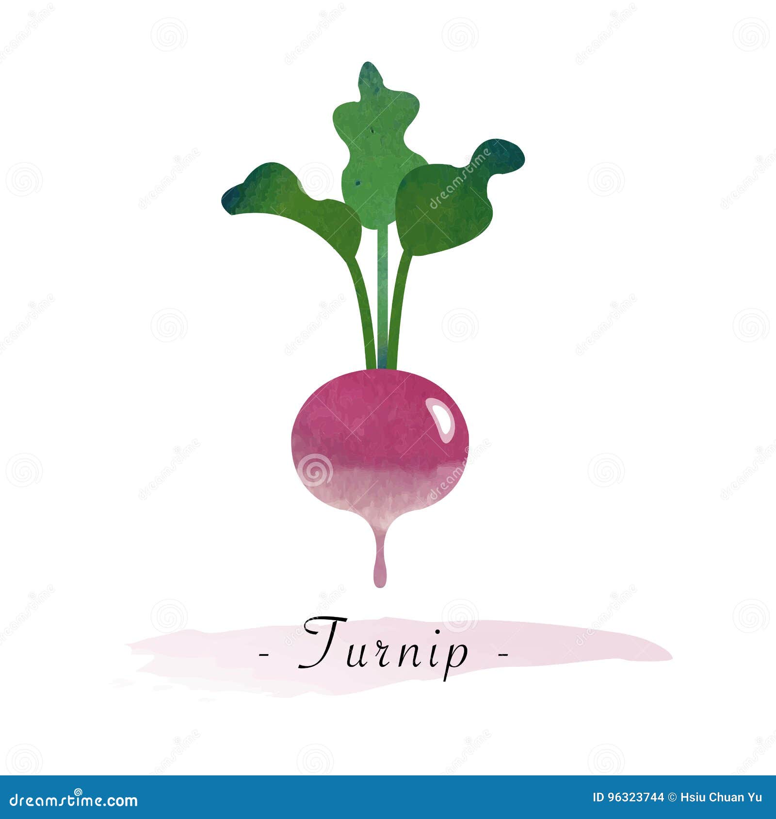 A Colorful Watercolor Texture Vector Healthy Vegetable Turnip Stock ...