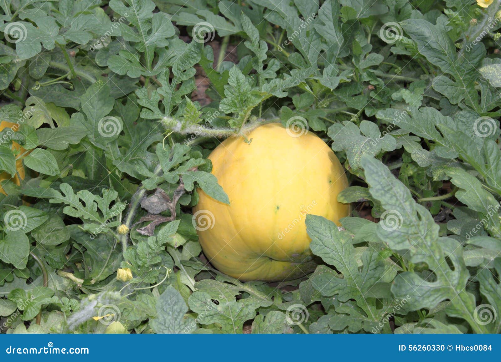 Colorful watermelon stock photo. Image of nature, season - 56260330