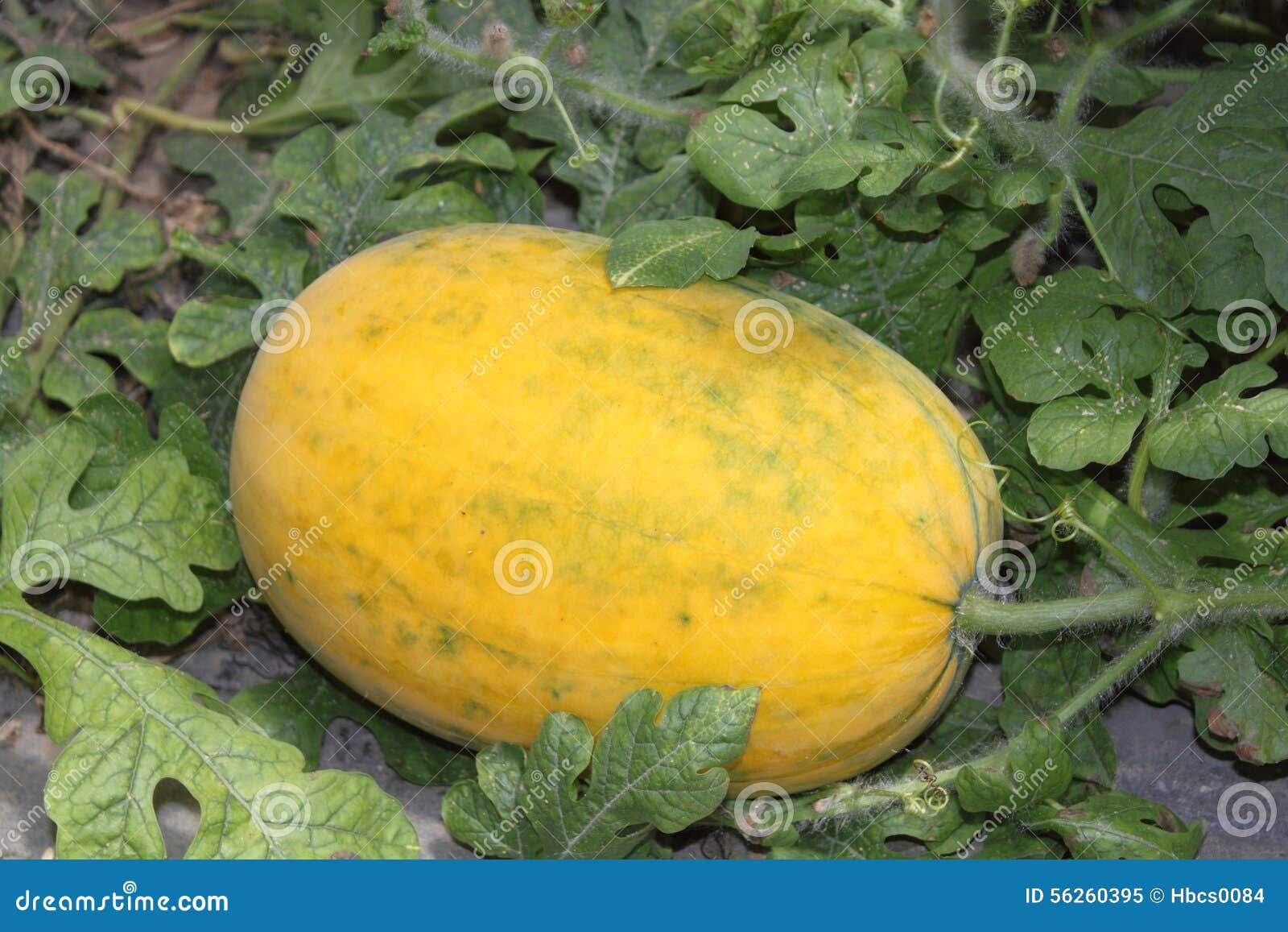 Colorful watermelon stock image. Image of appearance - 56260395