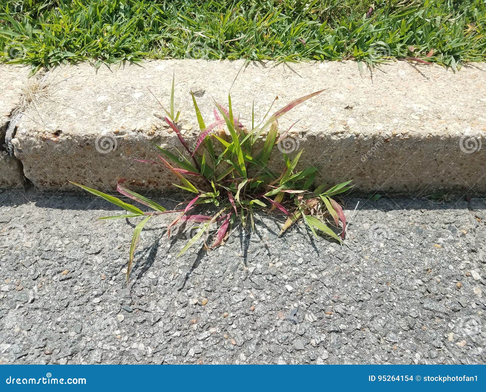 Colorful Weed Growing in Asphalt and a Curb Stock Photo - Image of weed ...