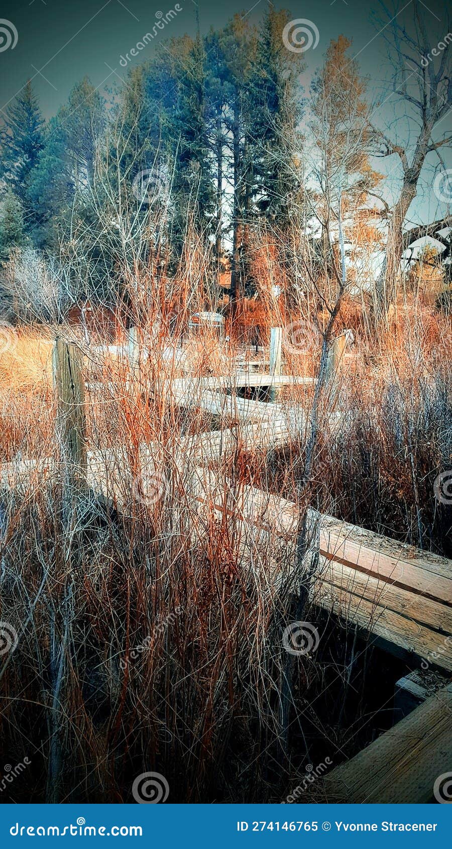 Colorful Wetlands Walking Path Winter Day Stock Image - Image of light ...