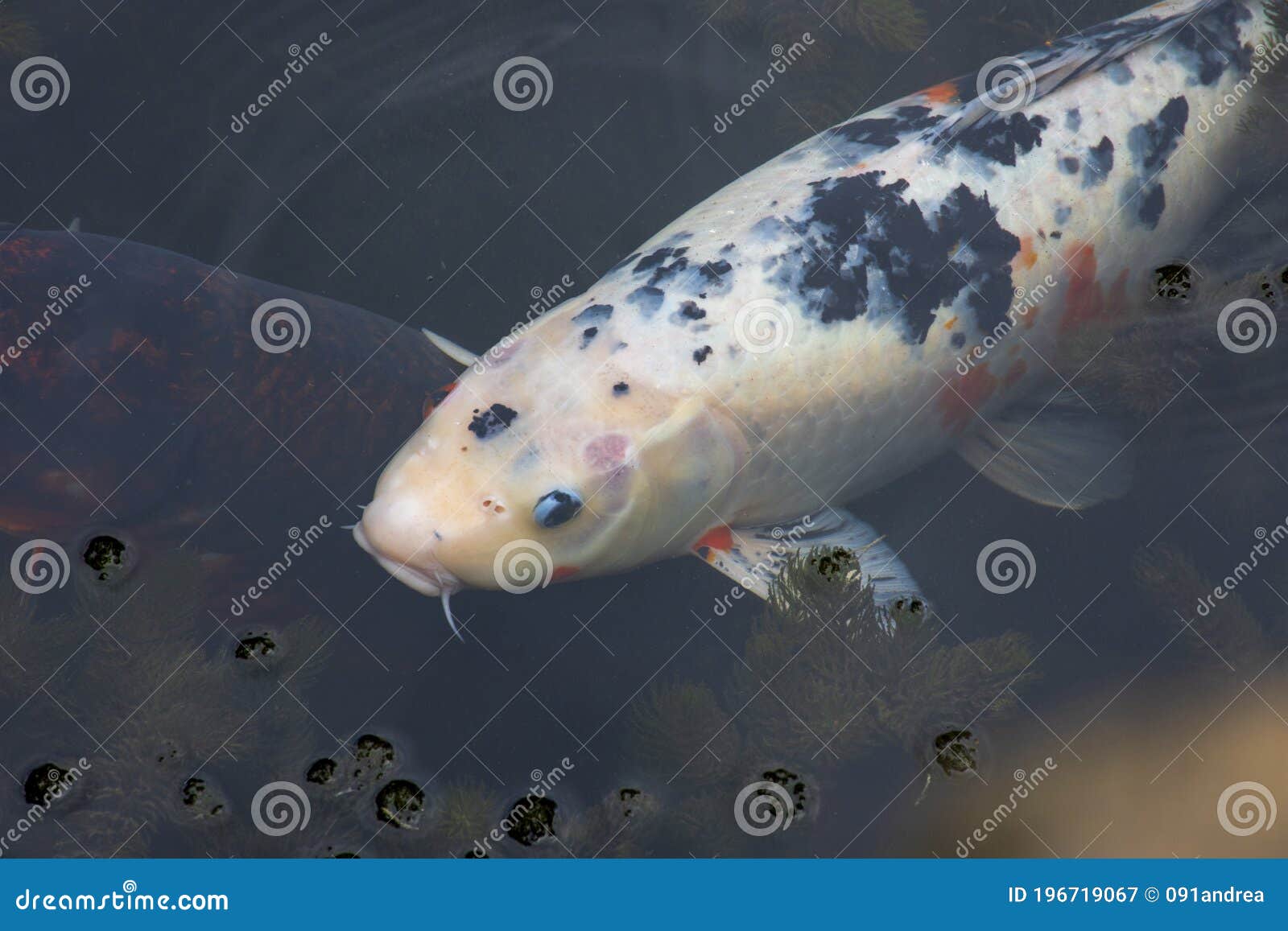 Colorful White, Orange and Black Big Fish in Water Stock Image - Image ...