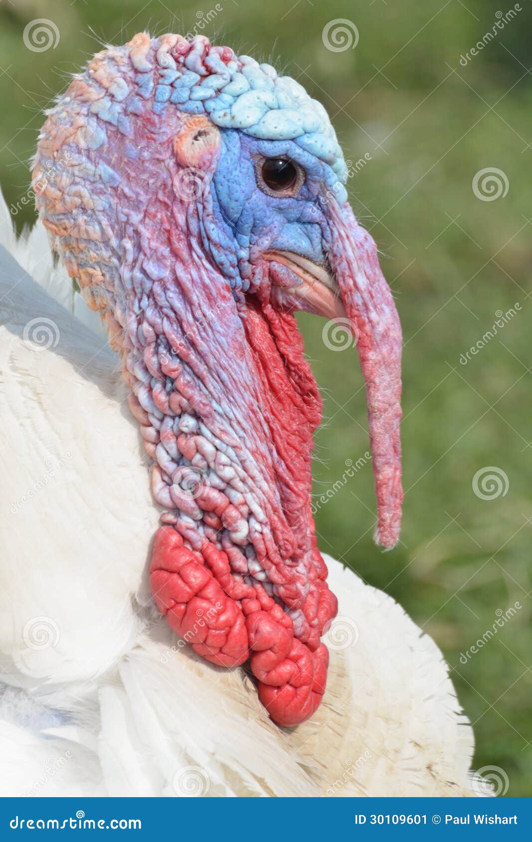 White turkey Head stock image. Image of nature, christmas - 30109601
