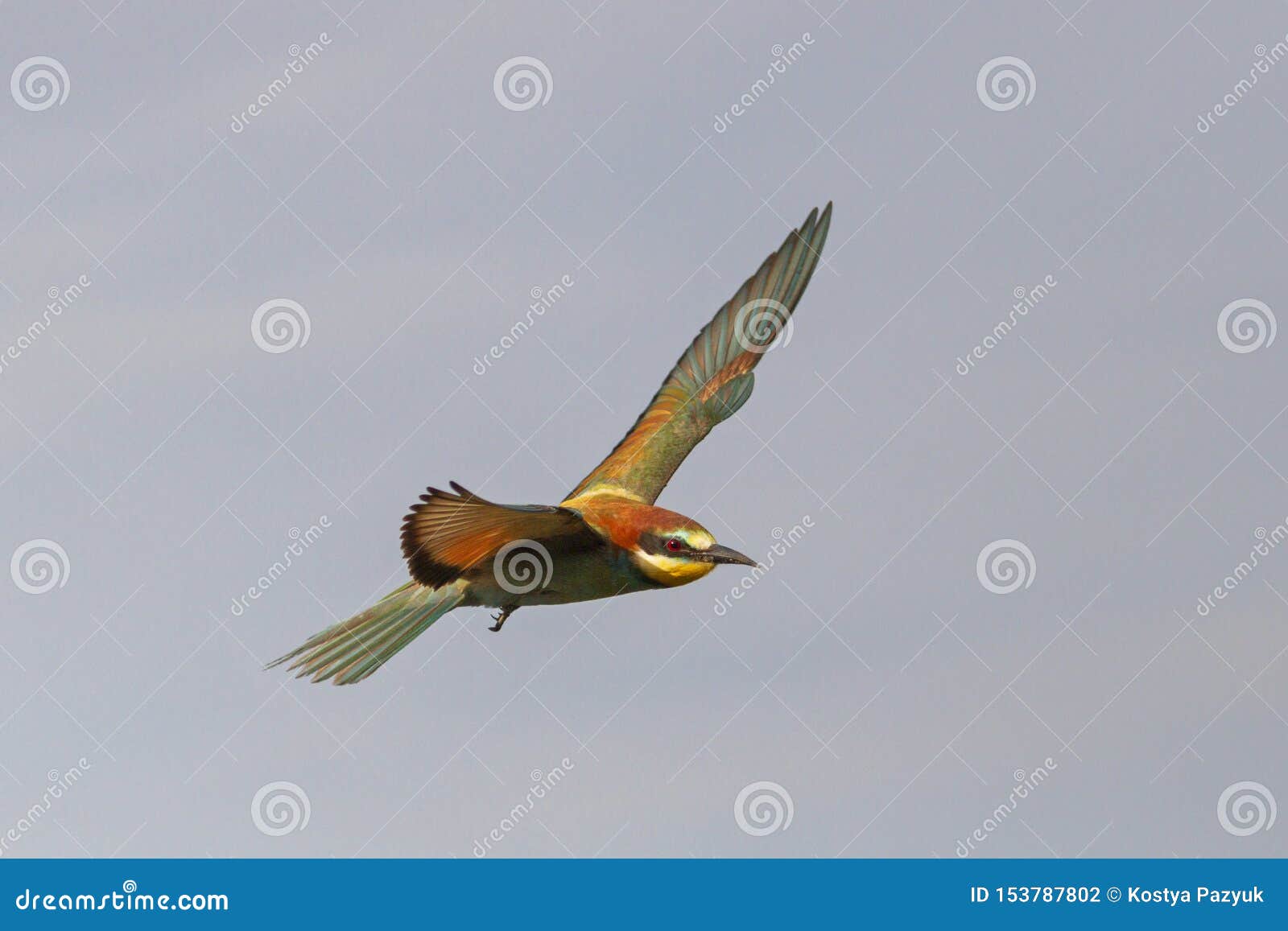 Colorful Wild Bird Flying through the Sky Stock Photo - Image of ...