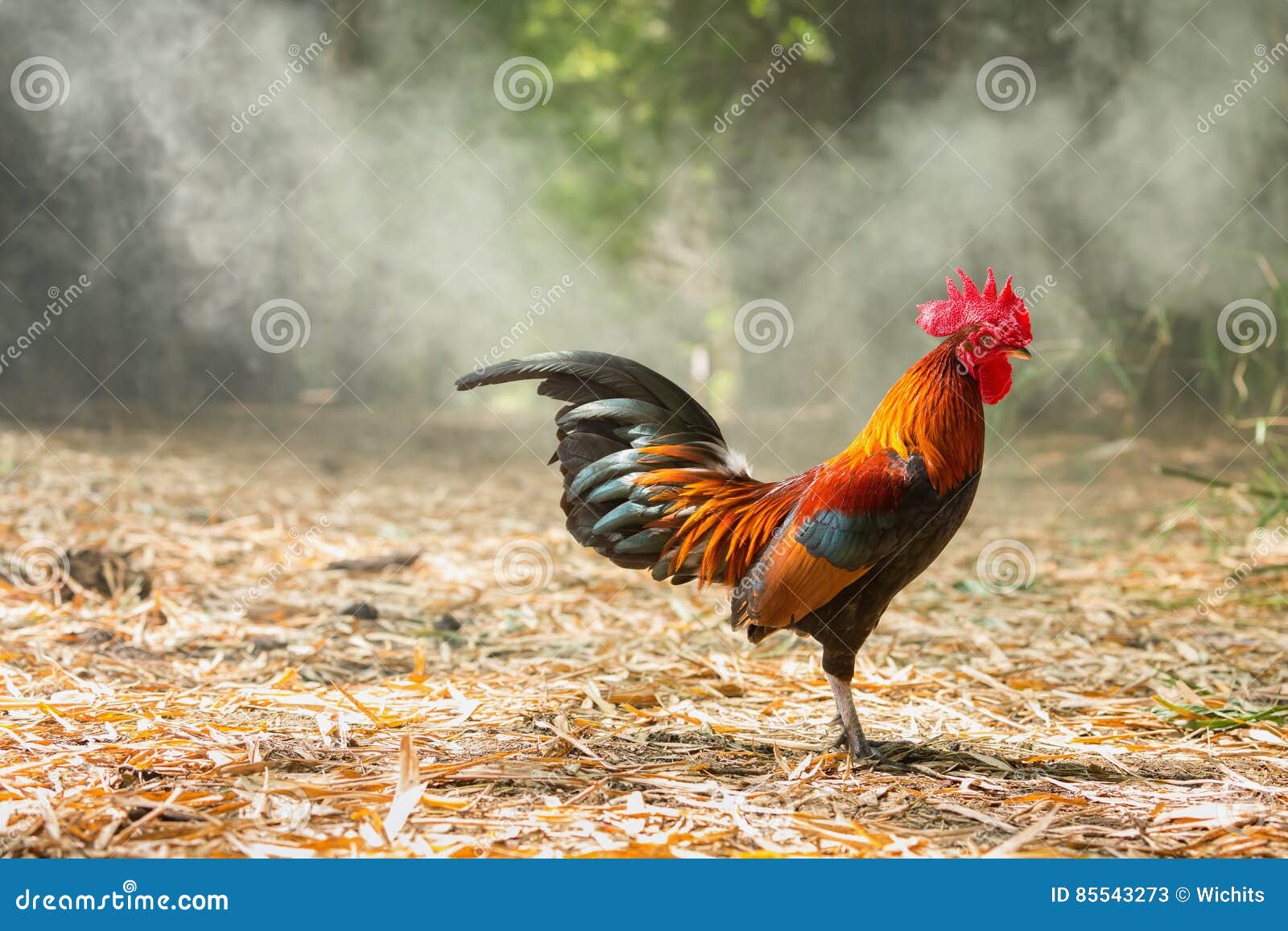 Colorful wild chickens stock image. Image of field, livestock - 85543273