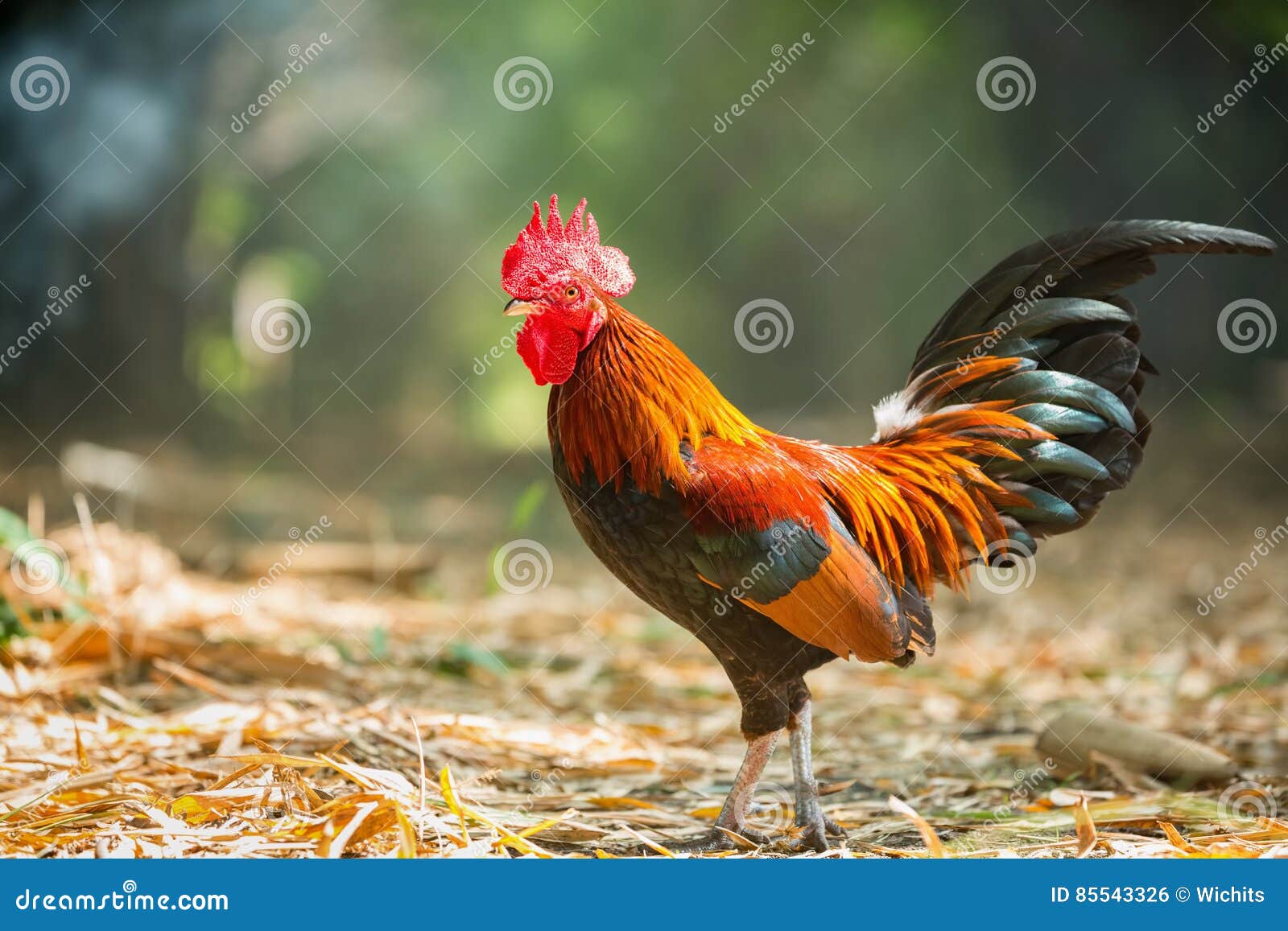 Colorful wild chickens stock photo. Image of food, agriculture - 85543326