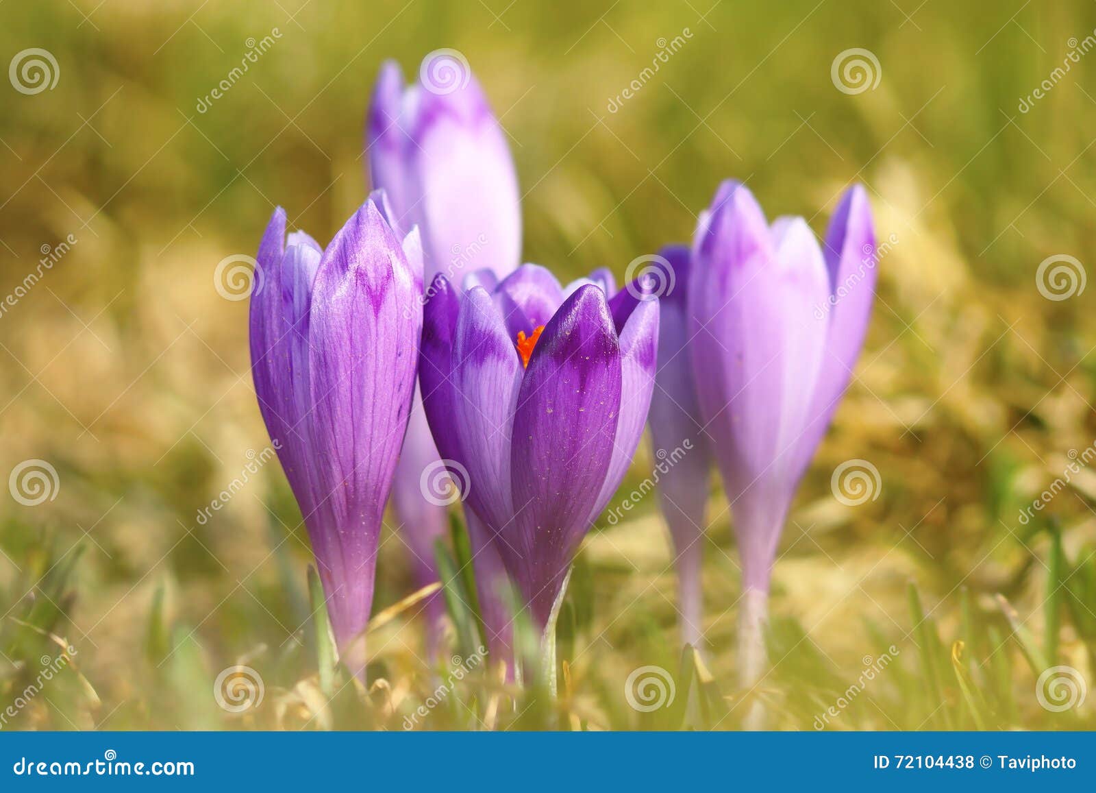 Colorful wild crocuses stock photo. Image of beautiful - 72104438