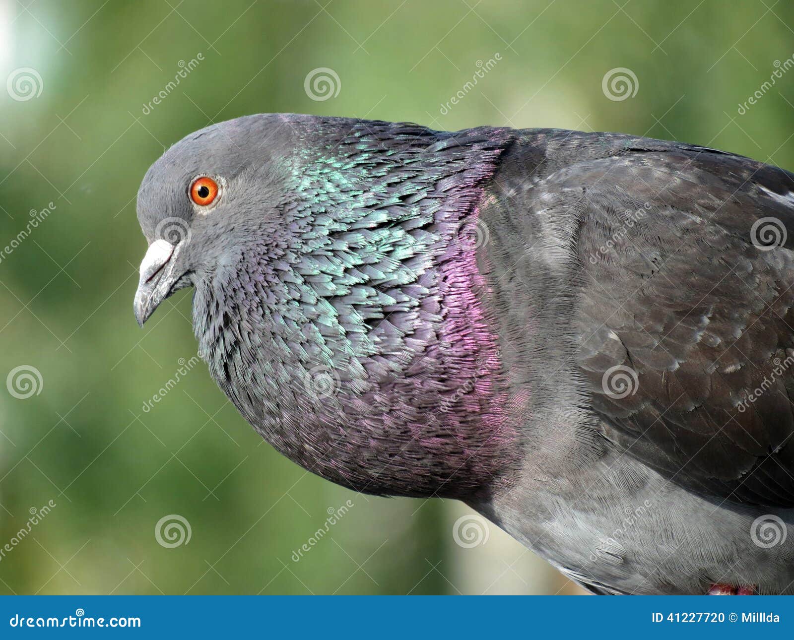 Colorful wild dove stock photo. Image of macro, lithuania - 41227720