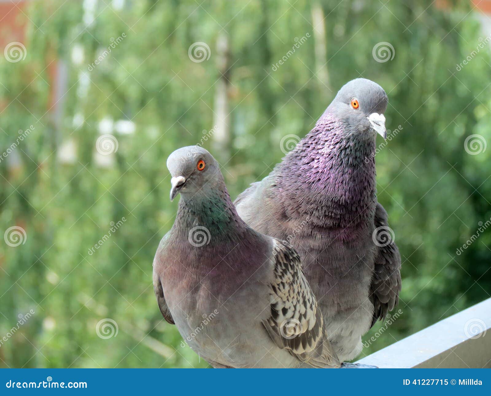 Colorful wild doves stock image. Image of feather, animal - 41227715