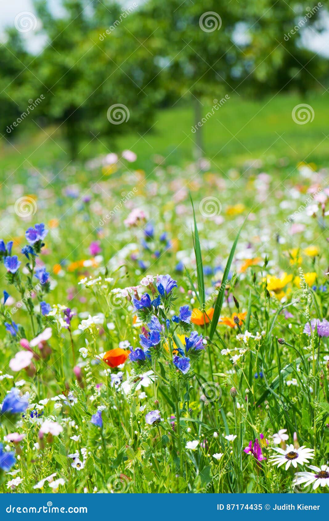 Colorful Wild Flower Meadow Stock Image - Image of sunshine, green ...