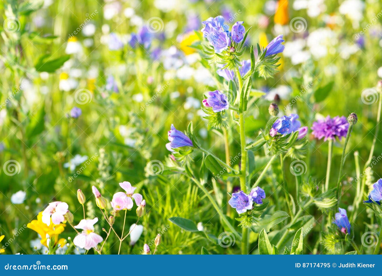 Colorful Wild Flower Meadow Stock Image - Image of wild, blue: 87174795