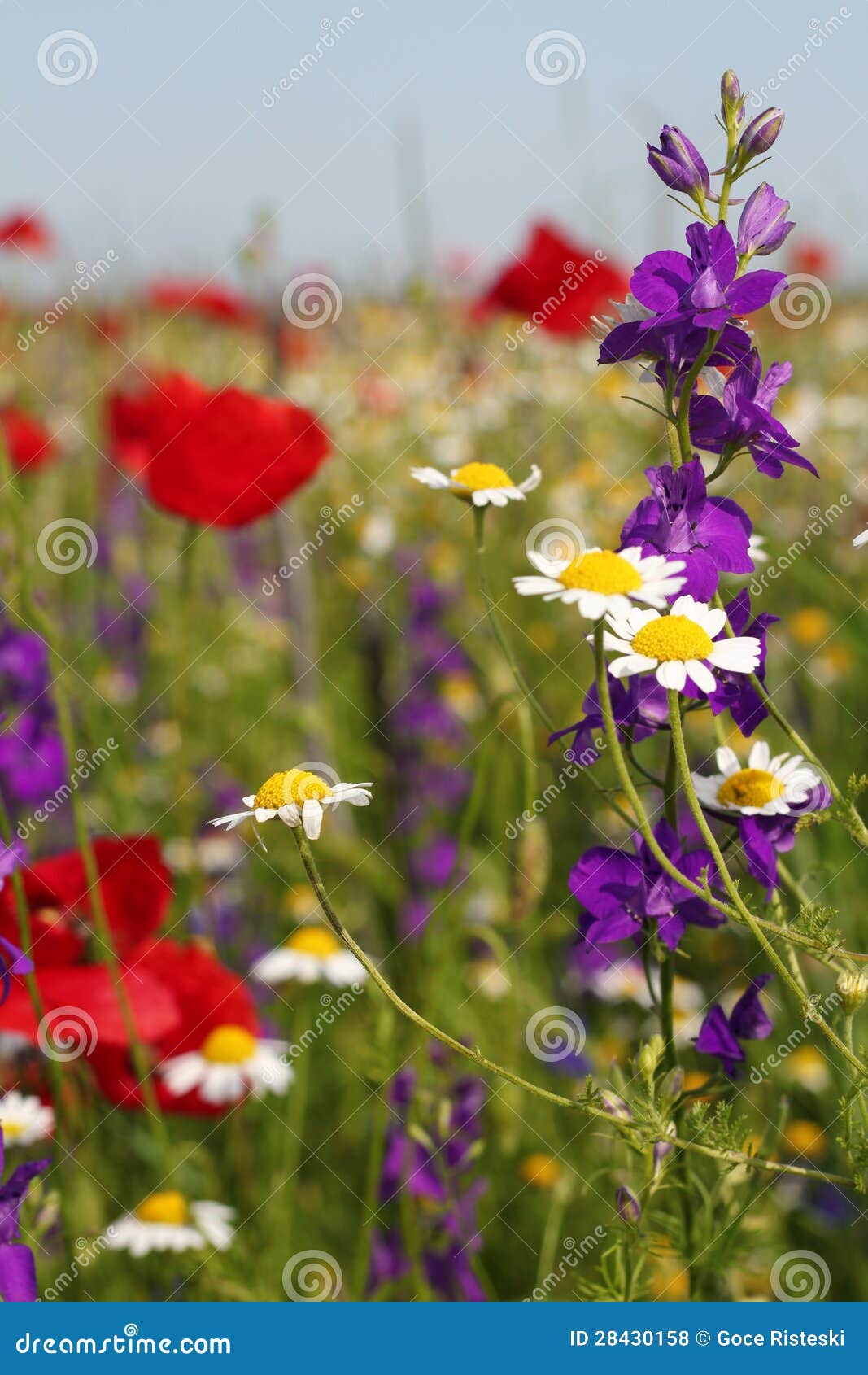 Colorful wild flowers stock photo. Image of floral, spring - 28430158