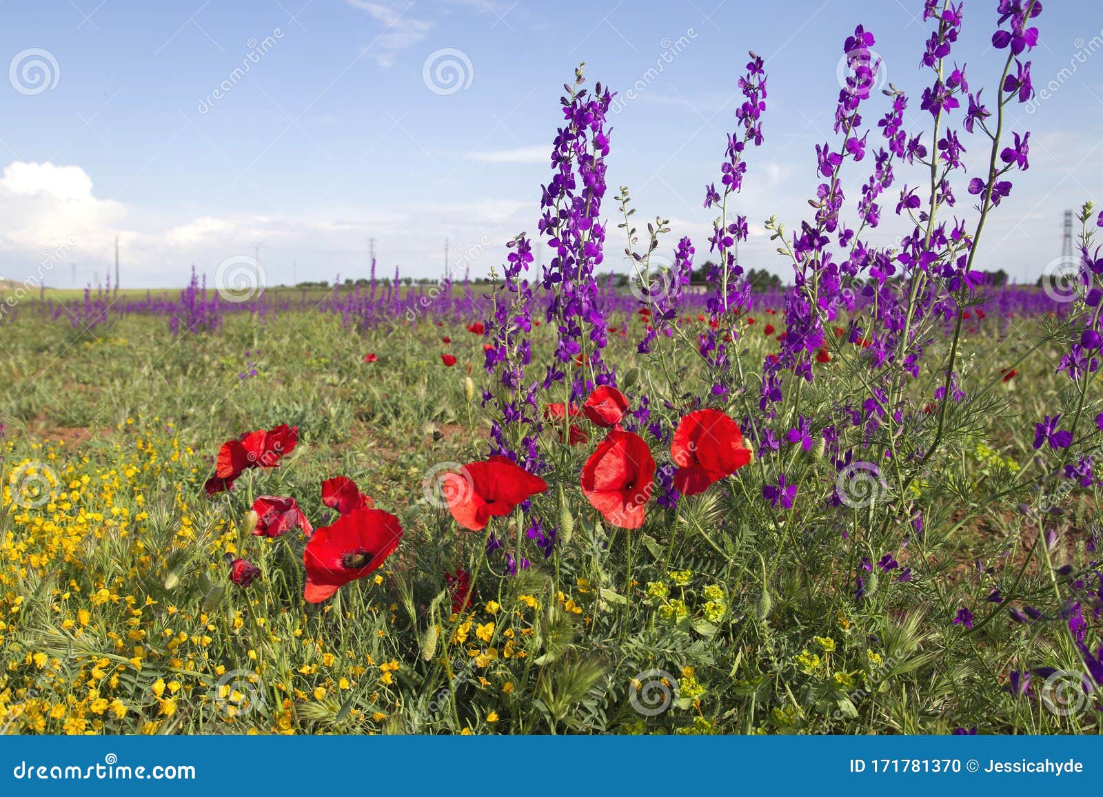 Colorful Springtime Wild Flowers Stock Photo - Image of caballero ...