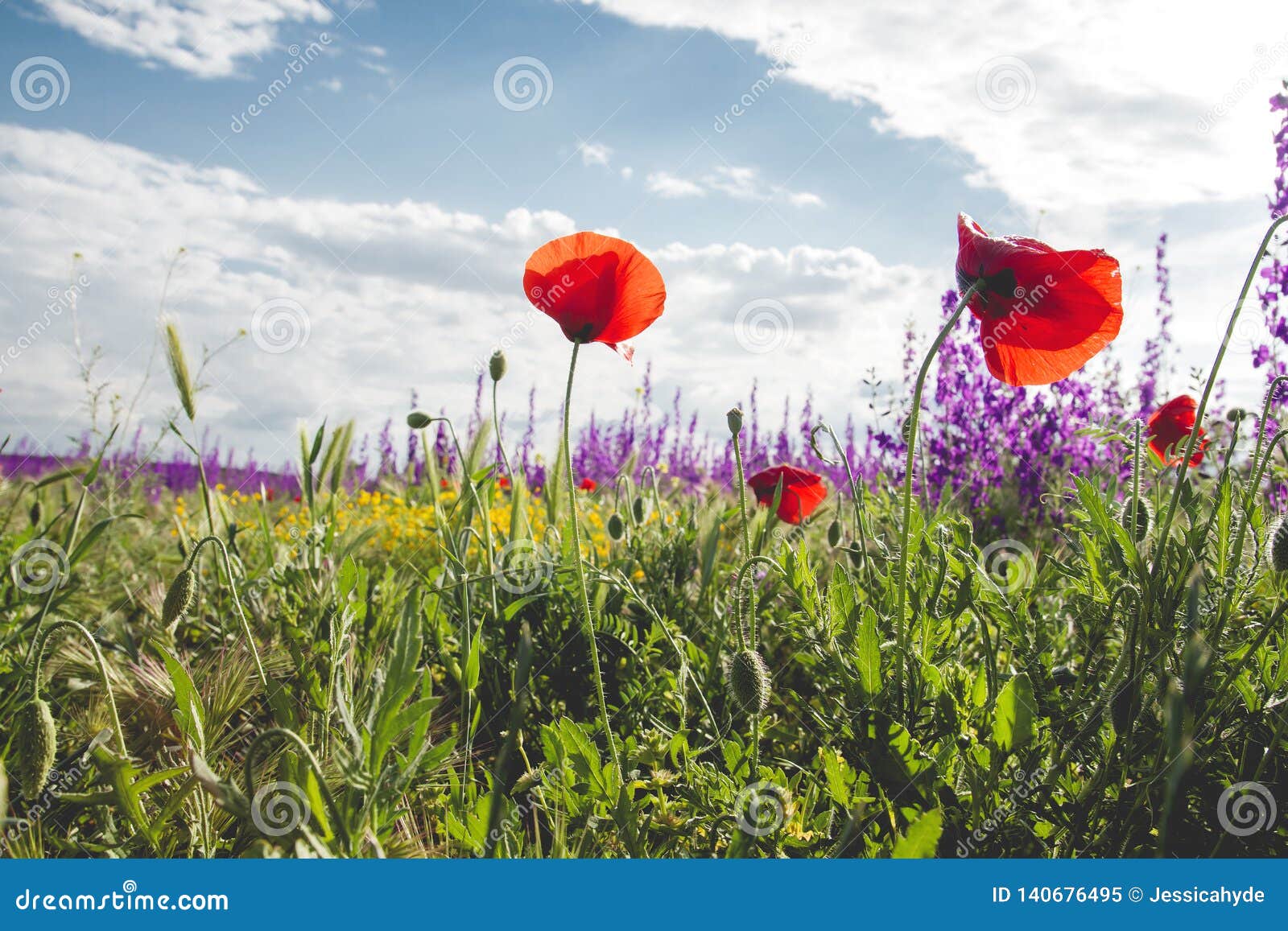 Colorful Wild Flowers in Springtime Stock Image - Image of ethereal ...