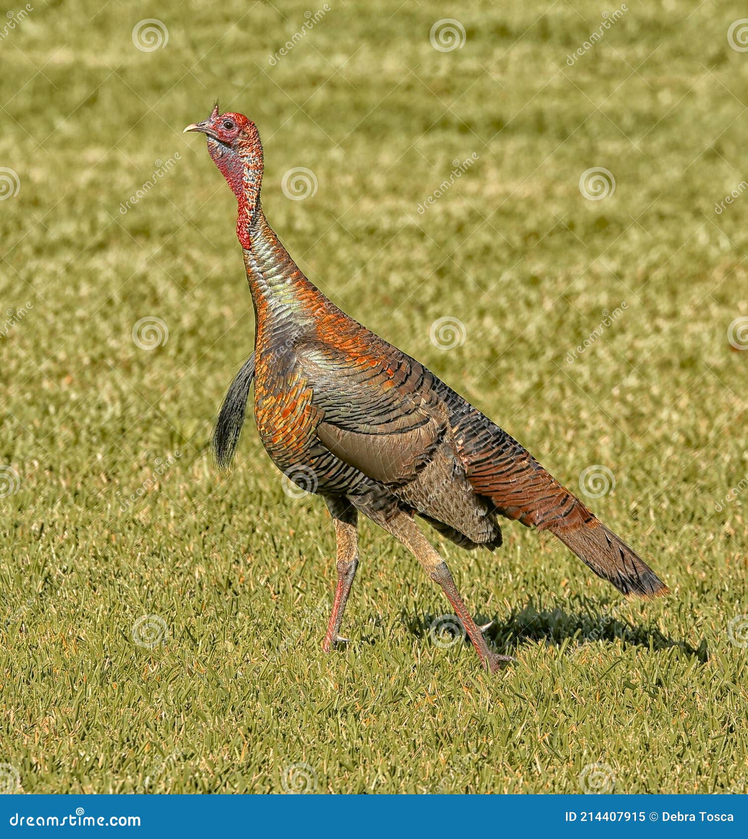 Wild Turkey bird colorful stock image. Image of bird - 214407915