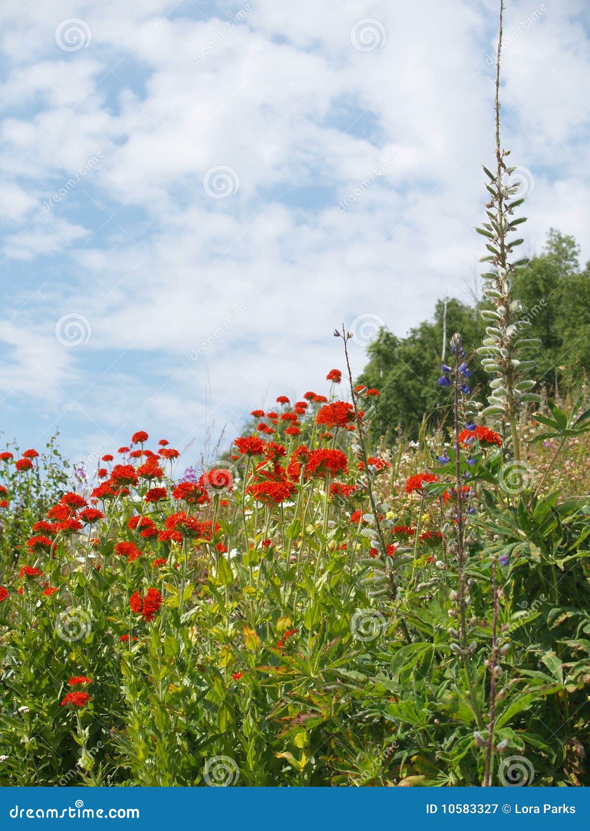 Colorful wildflowers stock image. Image of nature, blossoming - 10583327