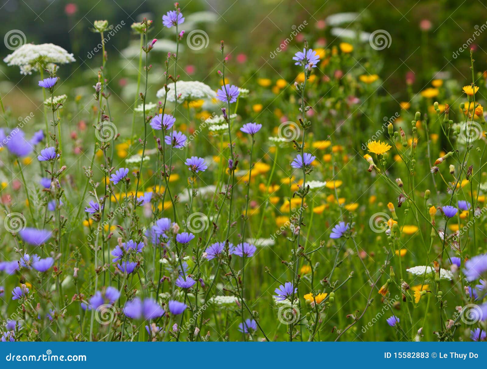 Colorful wildflowers stock image. Image of growth, aster - 15582883