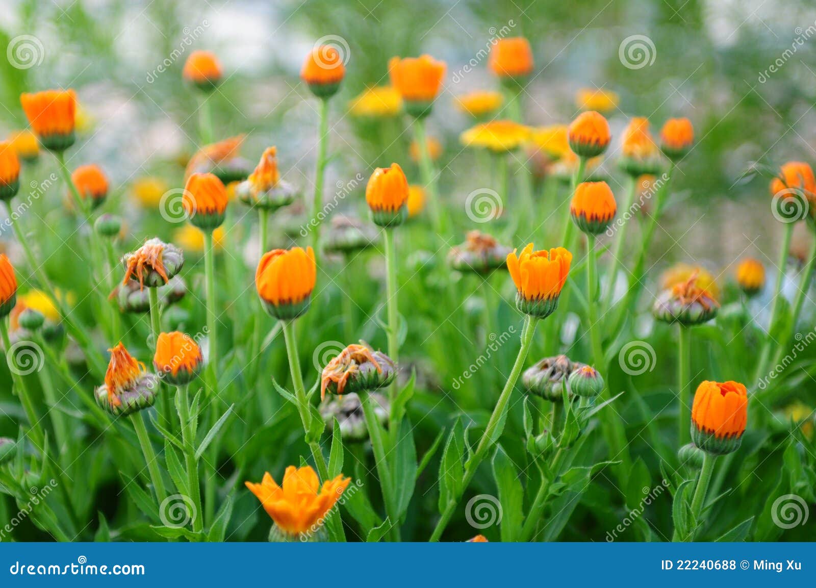 Colorful wildflowers stock photo. Image of blooming, blooms - 22240688