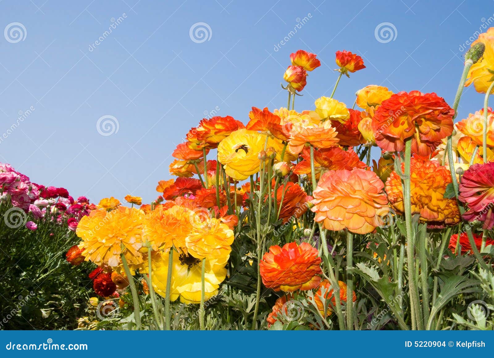 Colorful wildflowers stock photo. Image of field, yellow - 5220904
