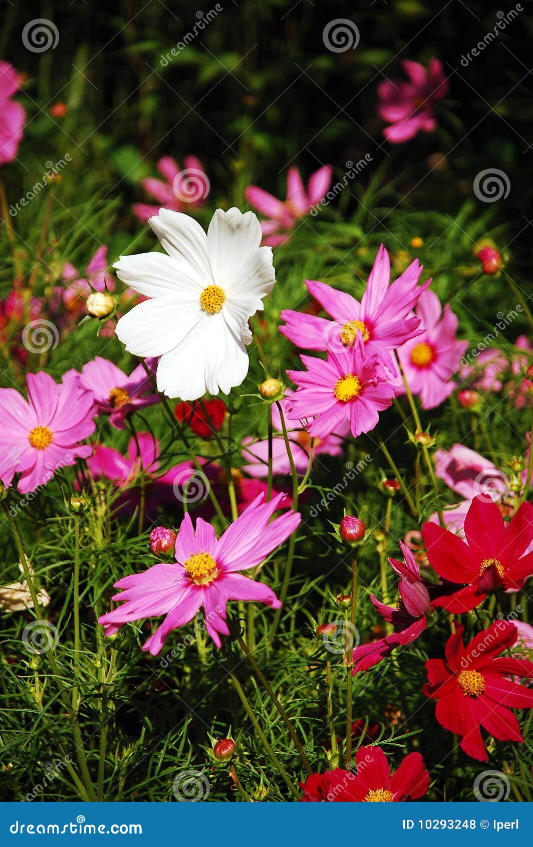 Colorful Wildflowers in Bloom Stock Photo - Image of daisies, blooms ...