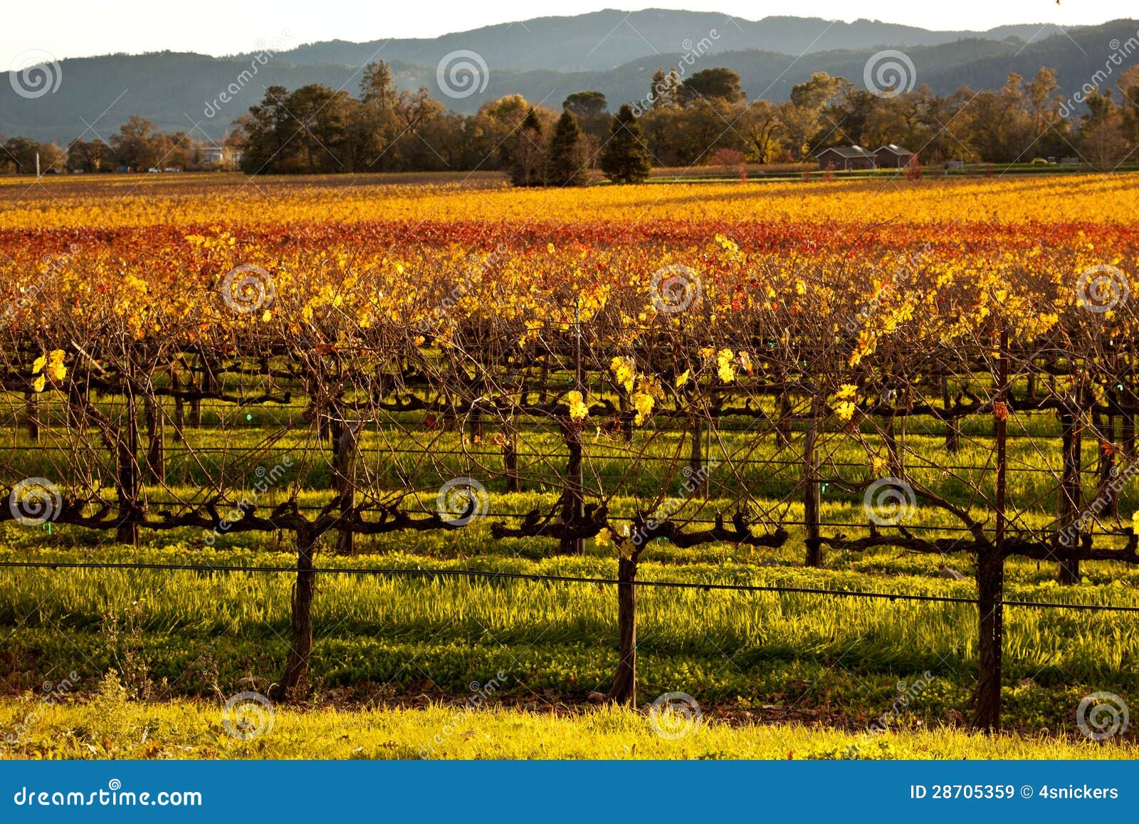 Colorful Wine Country Vines Stock Image - Image of california, industry ...