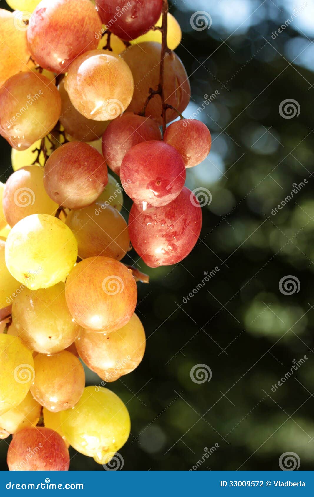 Colorful wine grape stock photo. Image of vitamin, plant - 33009572