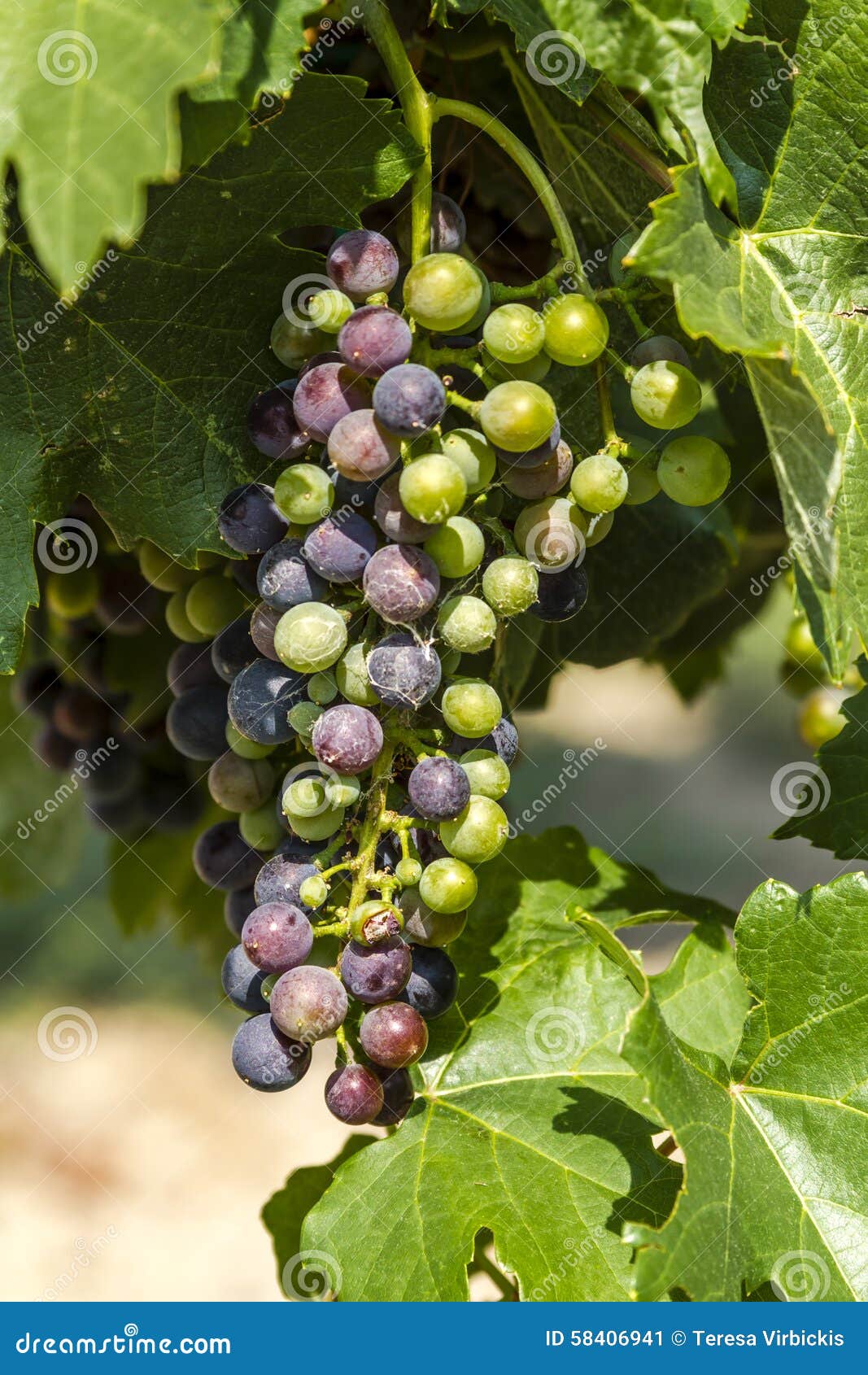 Colorful Wine Grapes on Grapevine Stock Image - Image of western ...