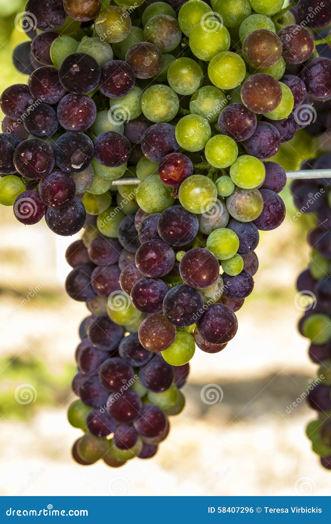 Colorful Wine Grapes on Grapevine Stock Photo - Image of colorado ...