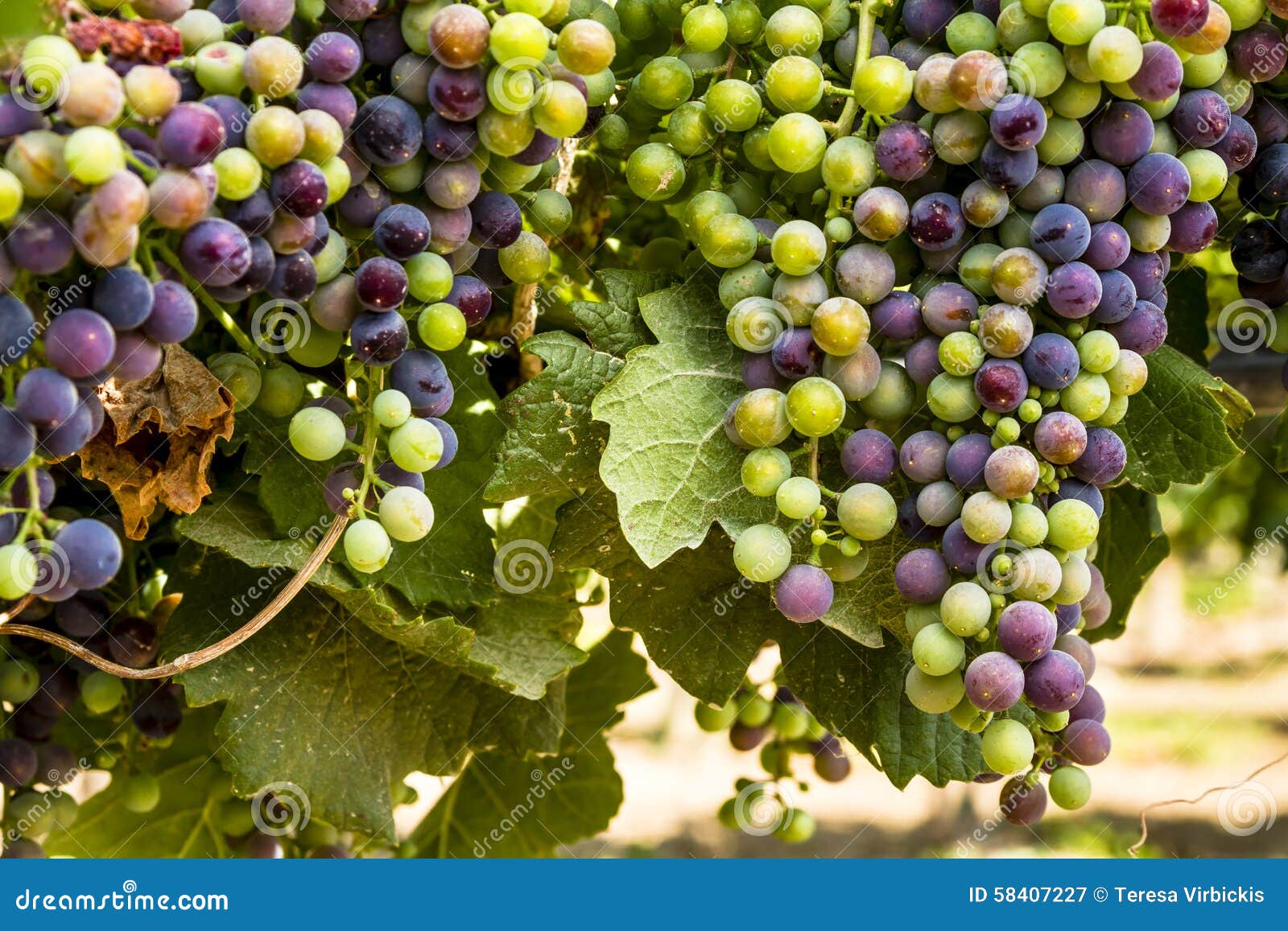 Colorful Wine Grapes on Grapevine Stock Image - Image of western, multi ...