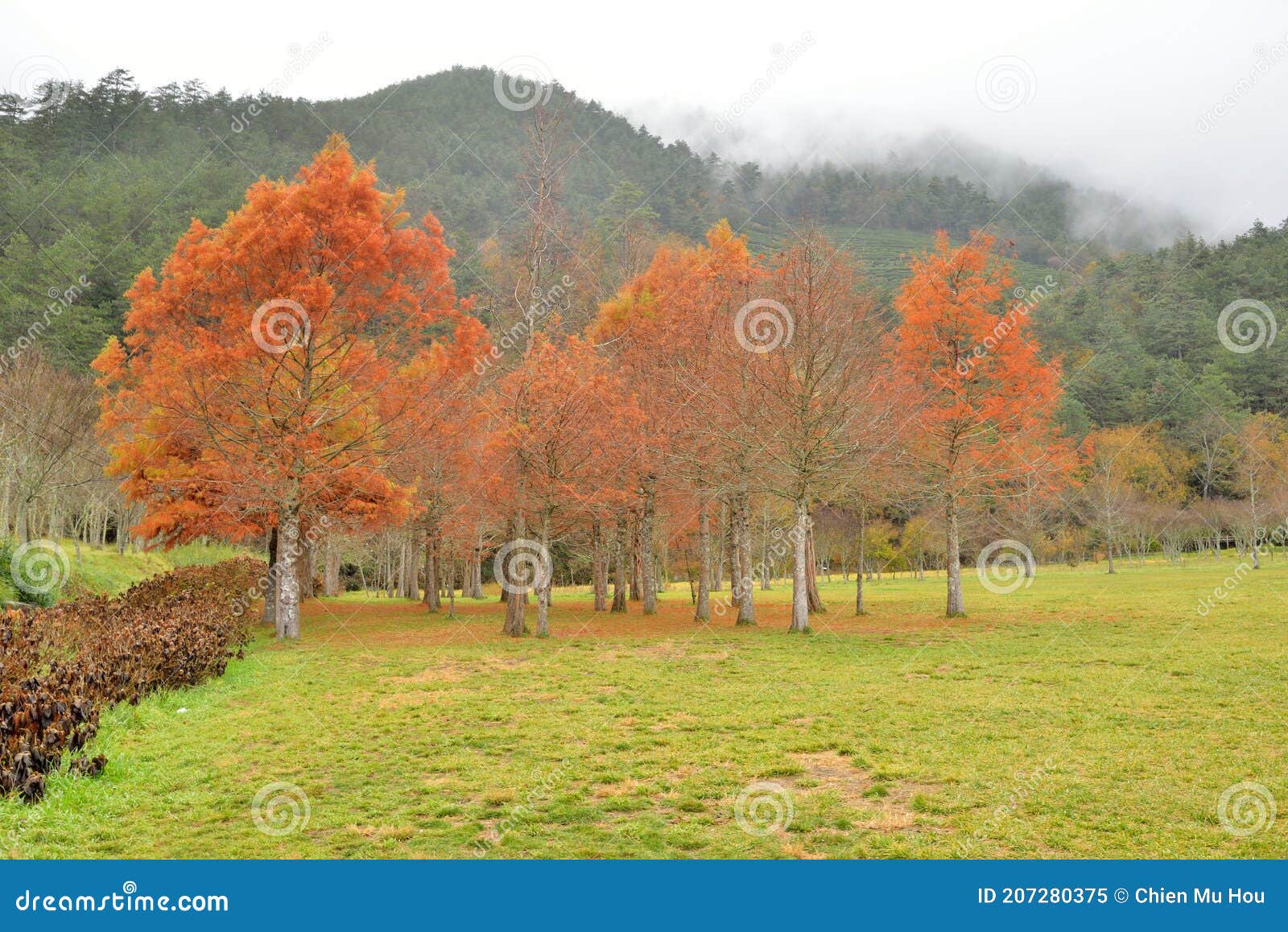Bald Pine. stock image. Image of taiwan, gold, scene - 207280375