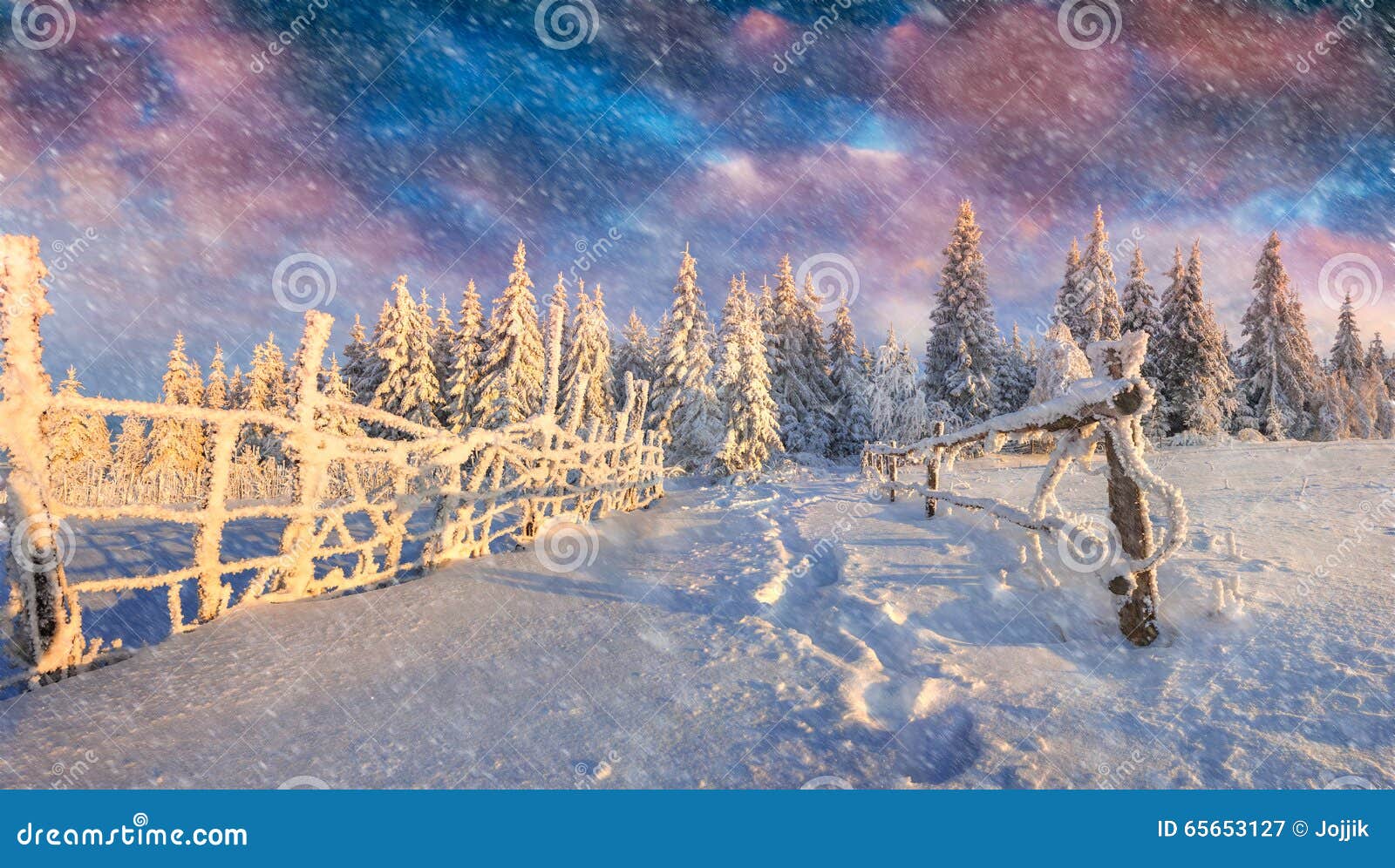 Colorful Winter Scene during Heavy Snowfall in the Mountain Fore Stock ...