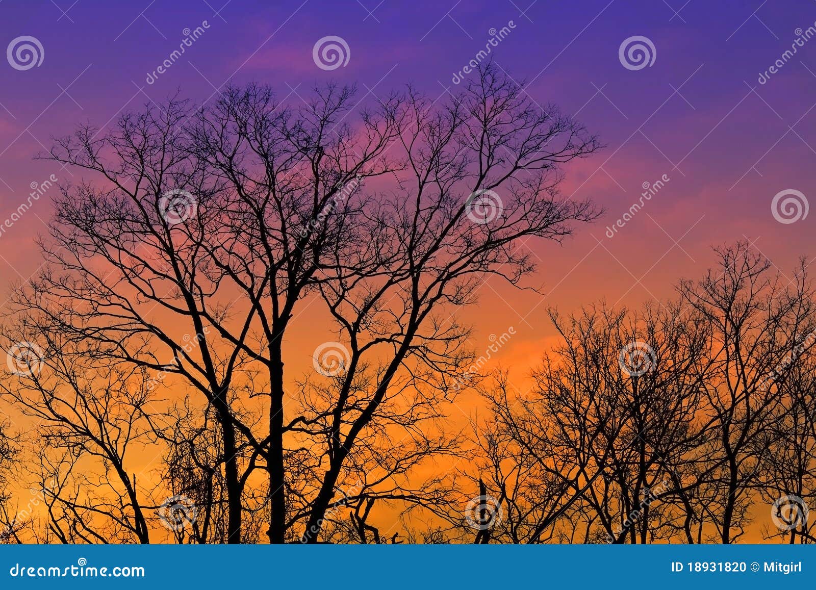 Colorful Winter Sunset stock photo. Image of bare, branches - 18931820