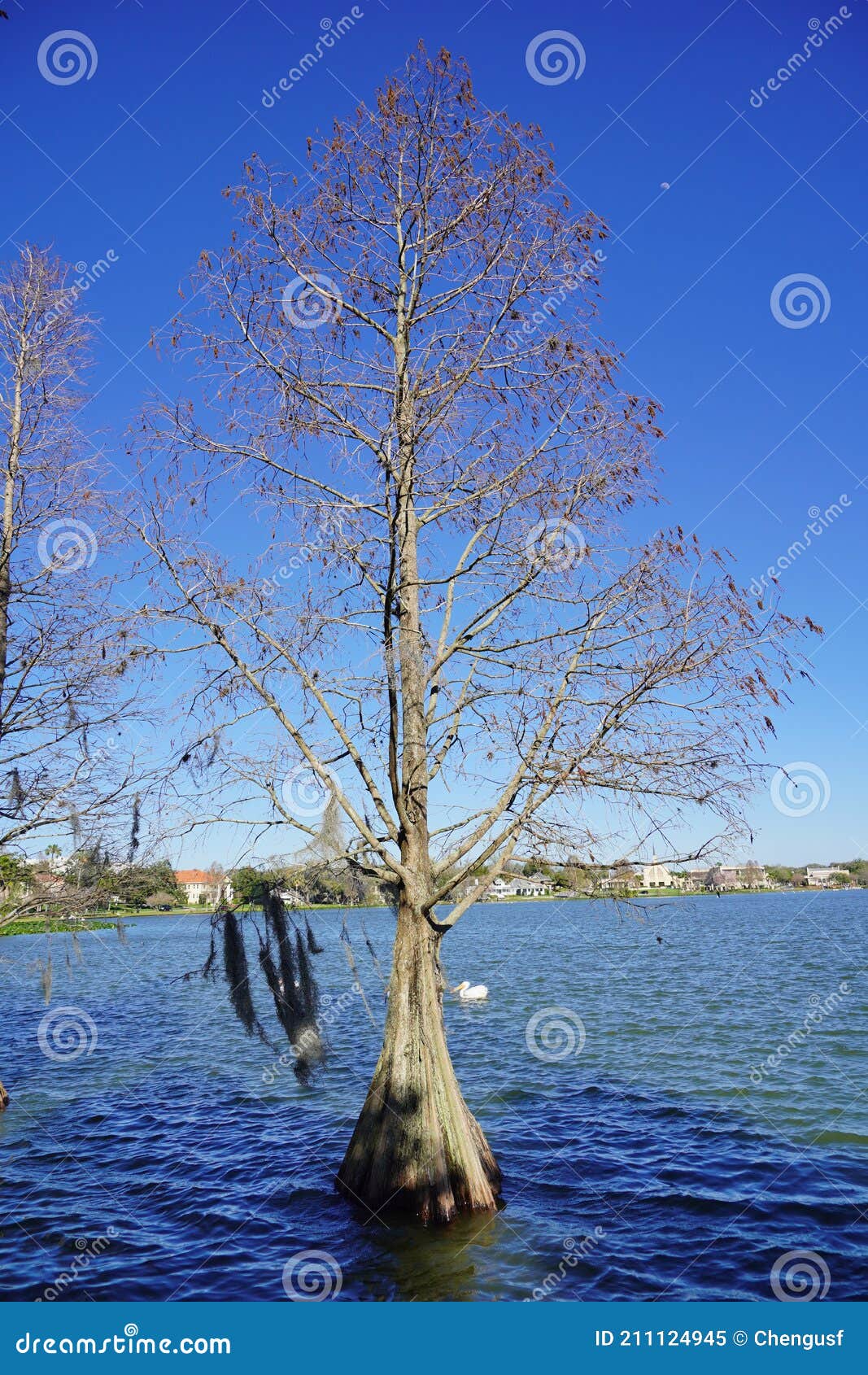 Colorful Winter Tree Leaf in Tampa Stock Image - Image of neighborhood ...