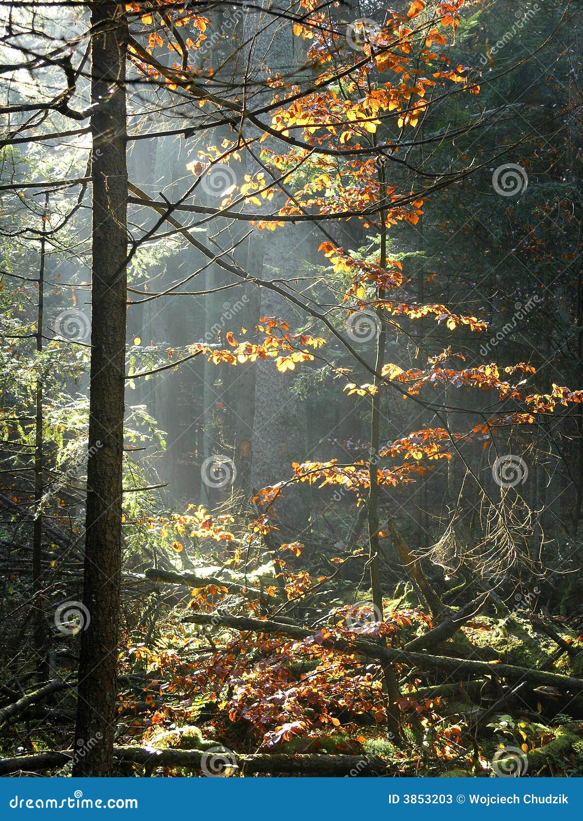 Colorful wood or forest stock image. Image of wooded, trees - 3853203