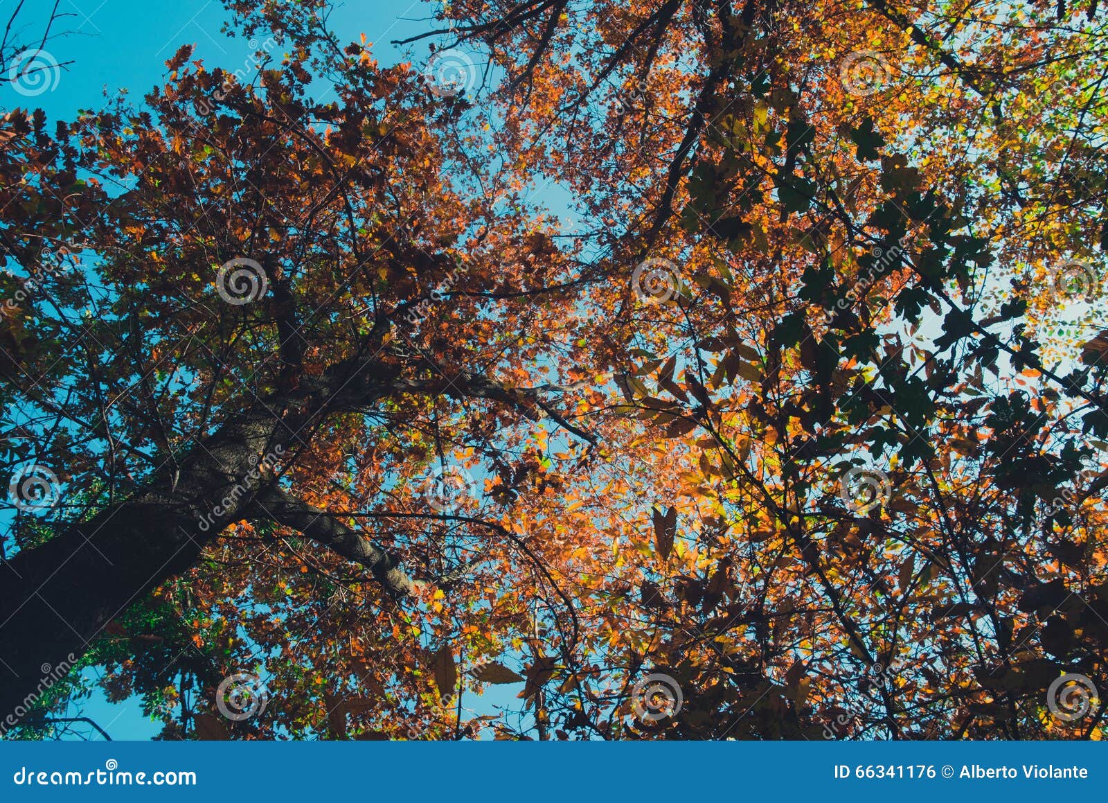 Colorful Woods and Forest in Autumn Stock Photo - Image of branch ...