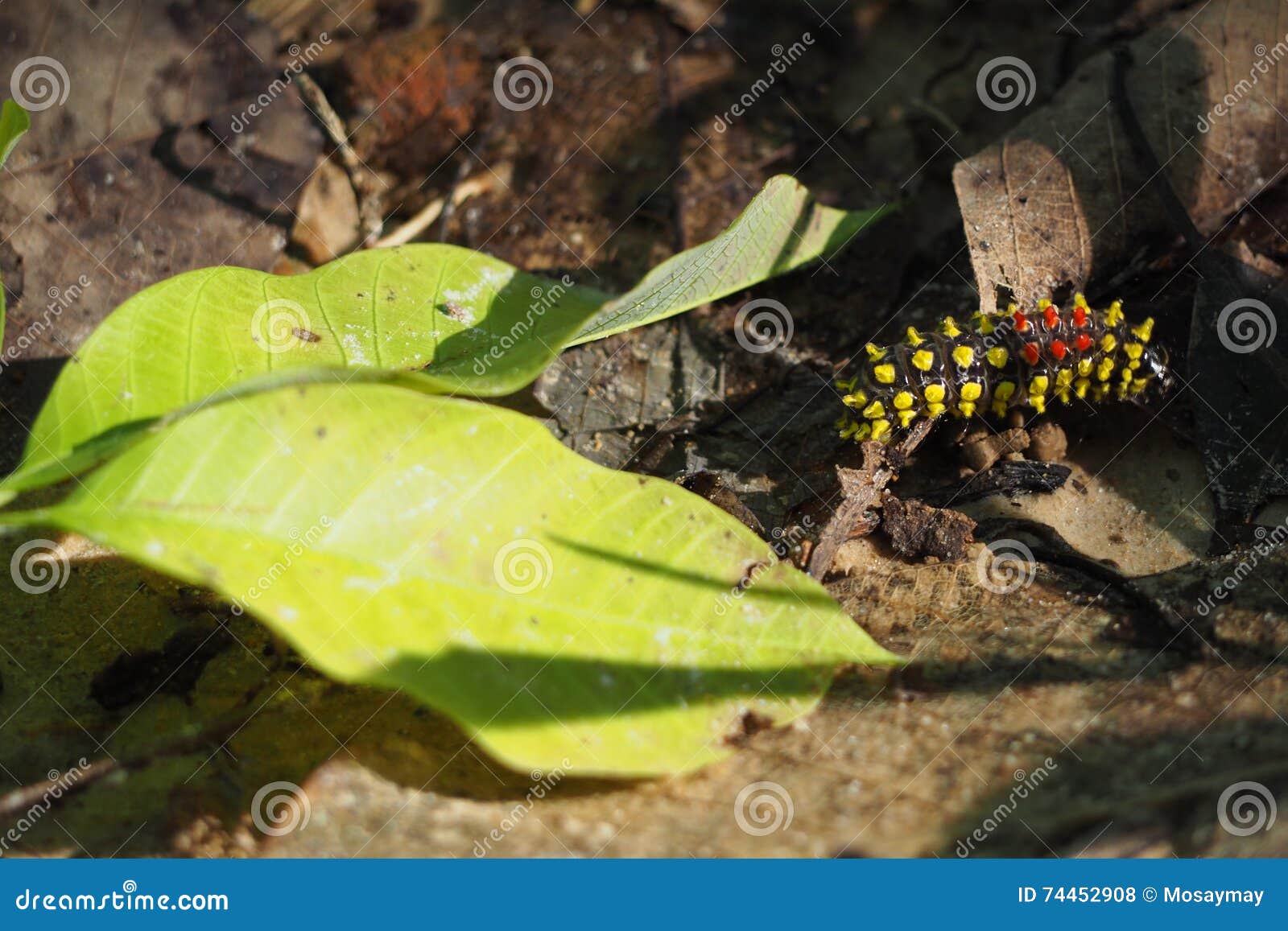 Colorful Worm Walking on Foliage Stock Photo - Image of colorful ...
