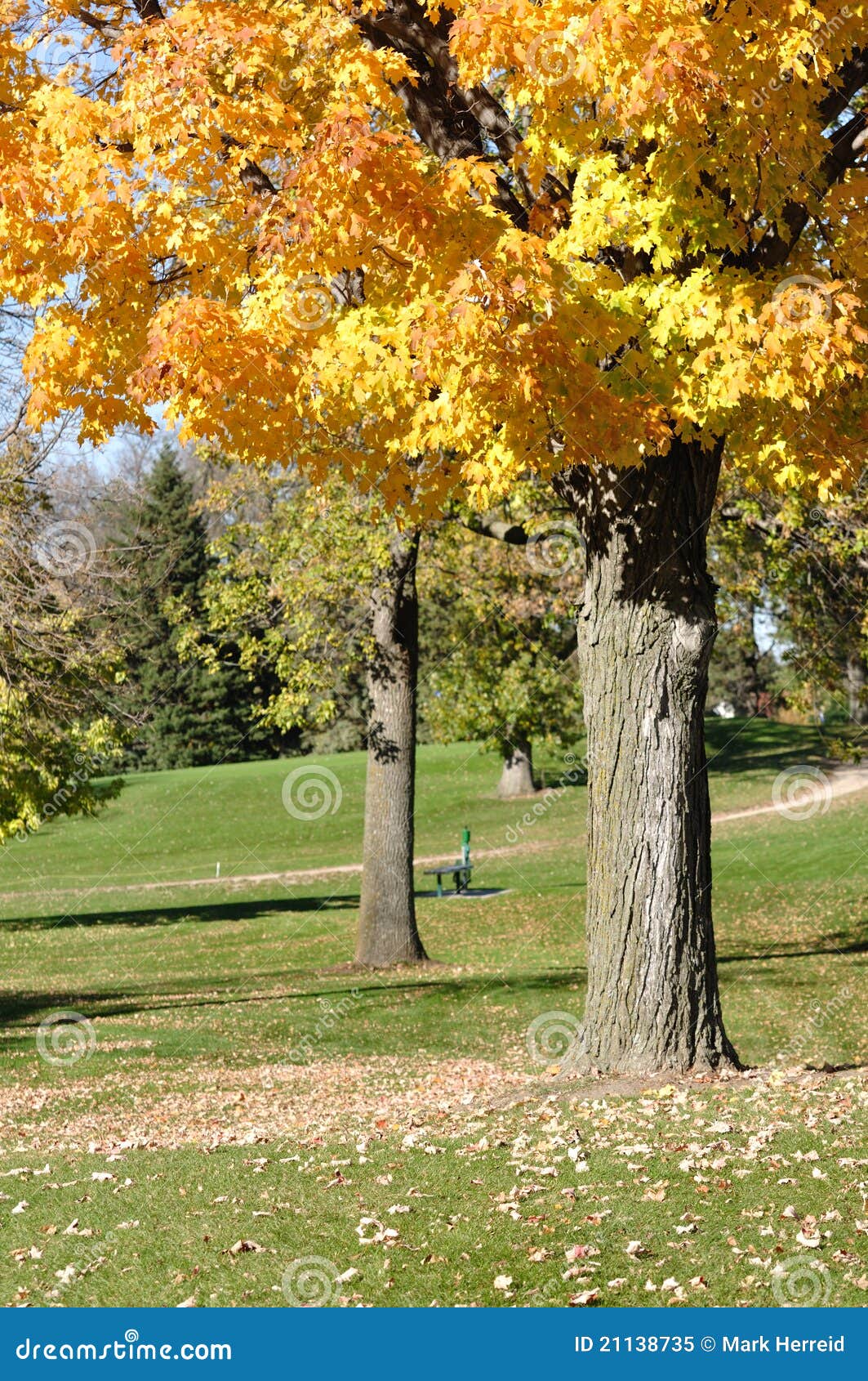 Colorful Yellow Leaves on Maple Tree Stock Image - Image of leaf ...