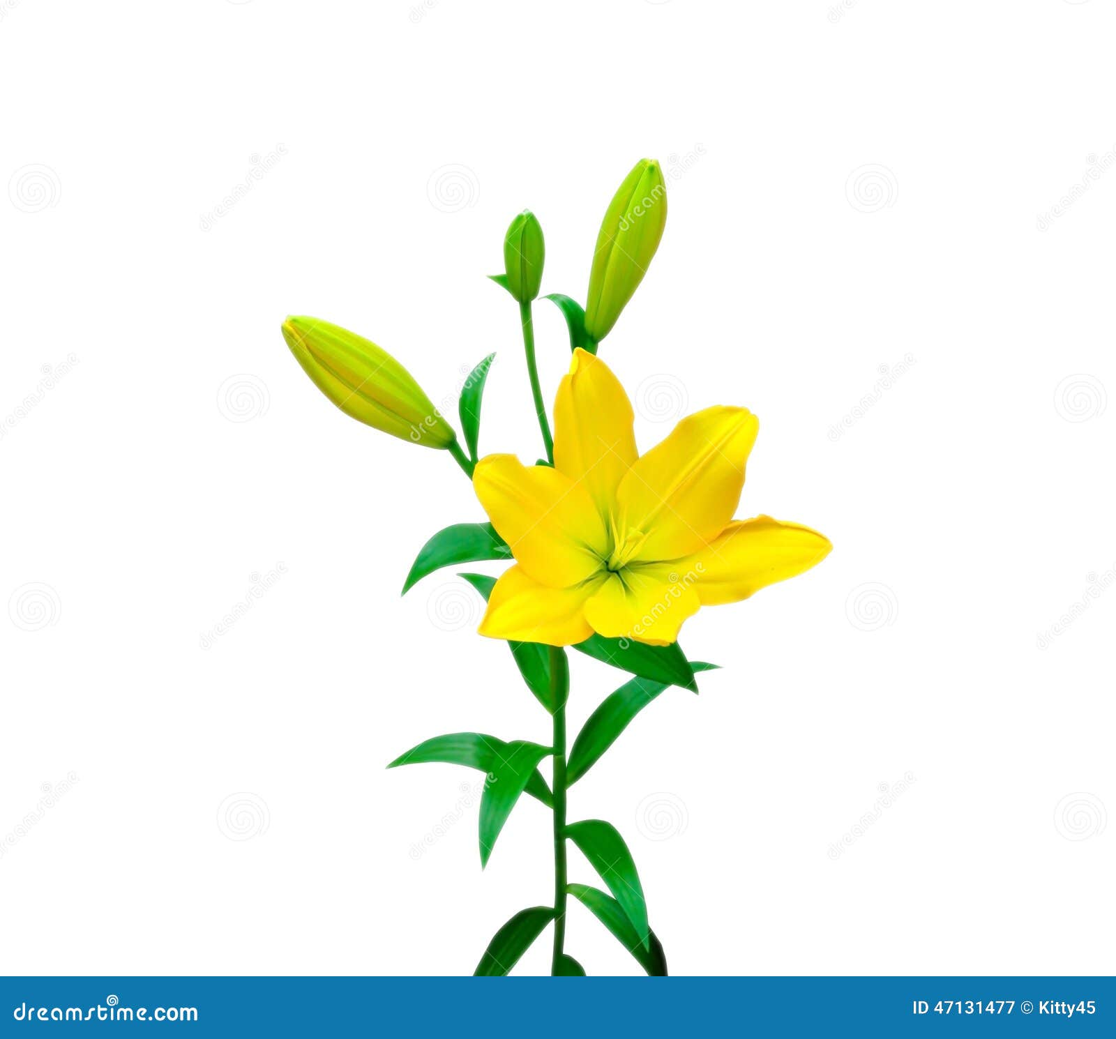 Colorful Yellow Lily stock image. Image of colored, natural - 47131477