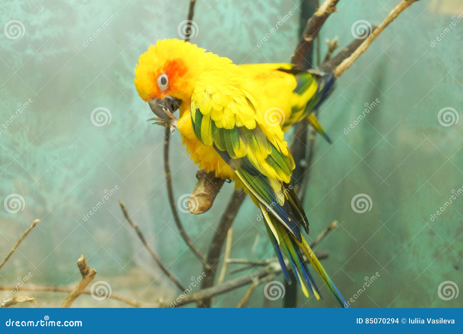 Colorful yellow parrot stock photo. Image of cute, animal - 85070294
