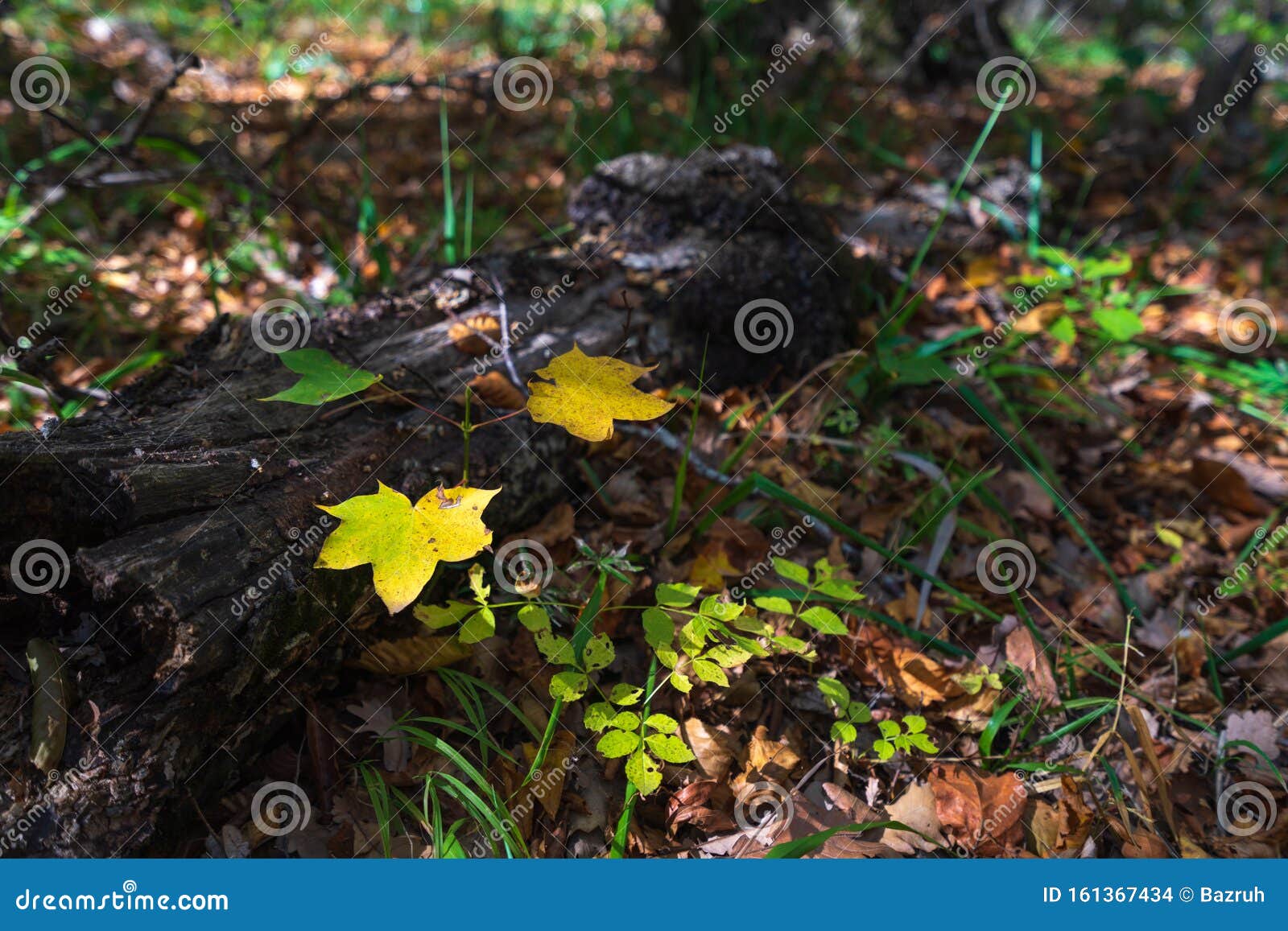 Colorful Yellow Red Autumn Forest Stock Photo - Image of autumn, fall ...