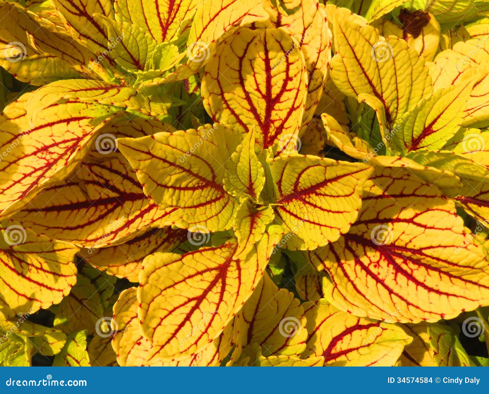 Colorful Yellow and Red Plant. Stock Photo - Image of outdoors, plants ...