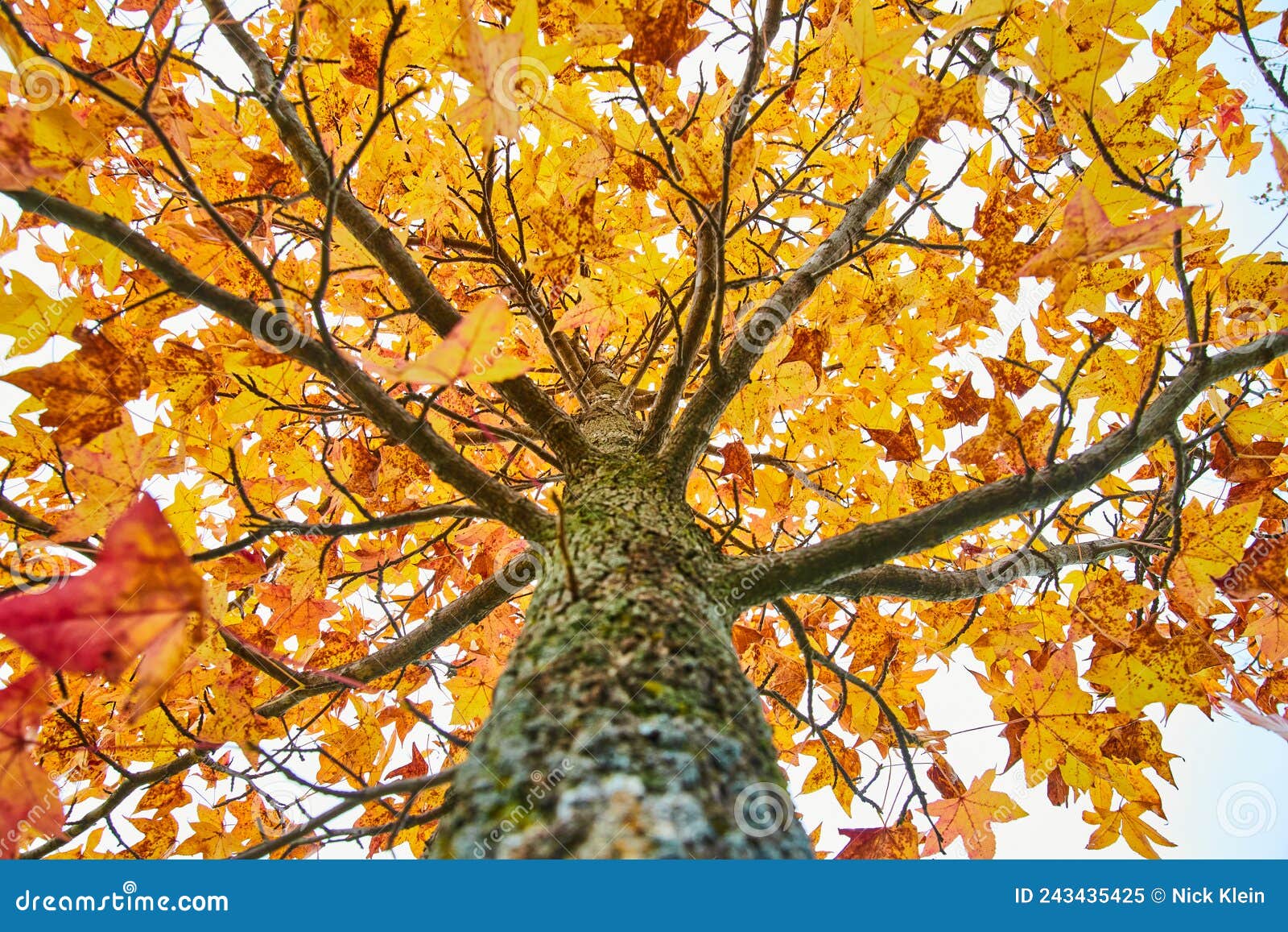 Colorful Yellow Tree in Fall from Below Stock Image - Image of branch ...
