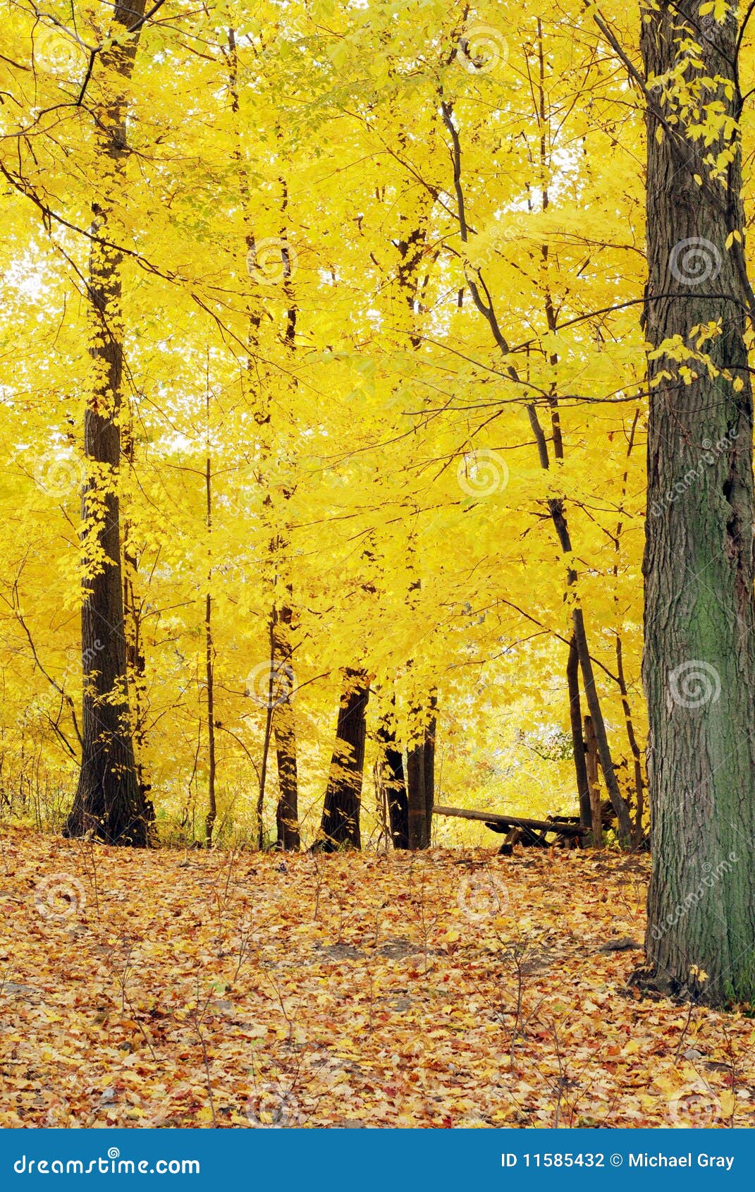 Colorful yellow trees stock photo. Image of bright, outdoor - 11585432