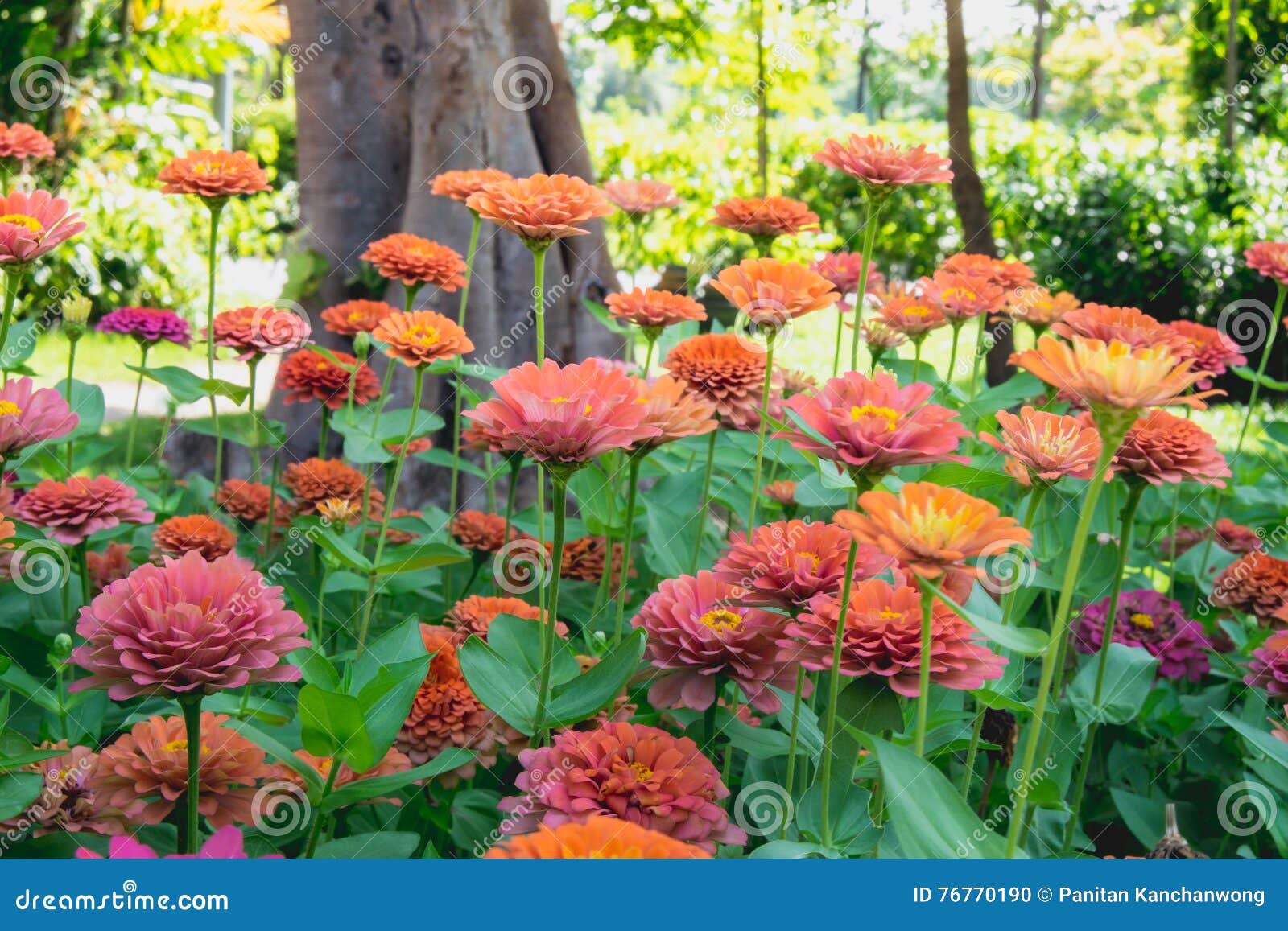 Colorful Zinnia Flowers Field Stock Photo - Image of field, pink: 76770190