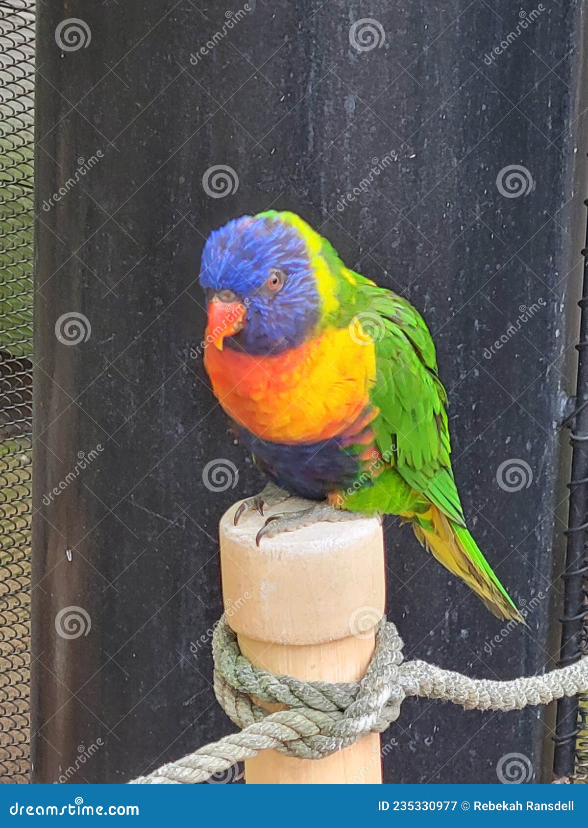 Colorful zoo bird stock image. Image of beautiful, bright - 235330977