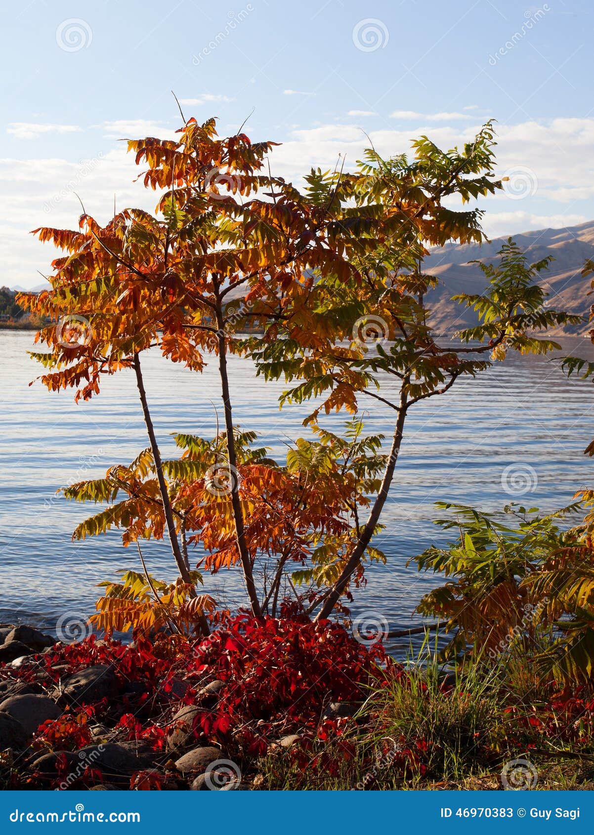 Colorfule riverside tree stock image. Image of waves - 46970383