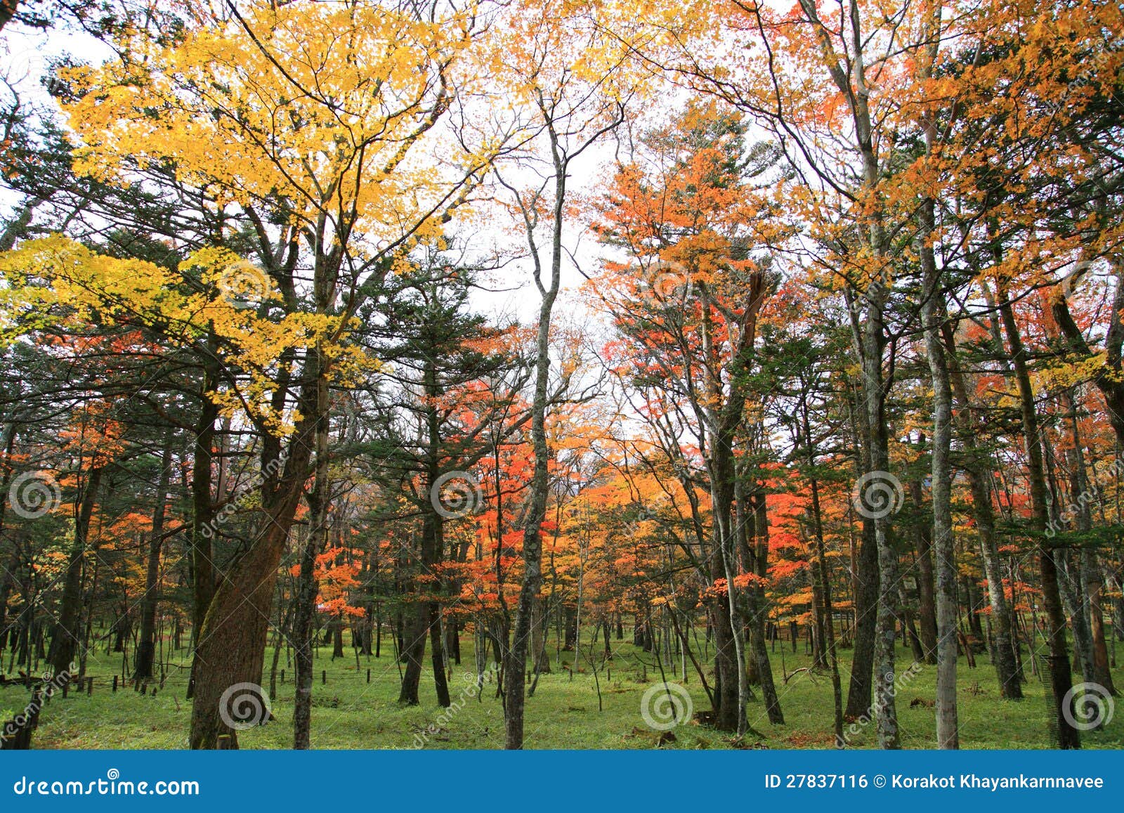 Colorfull Autumn Tree in Nikko Japan Stock Photo - Image of nature ...